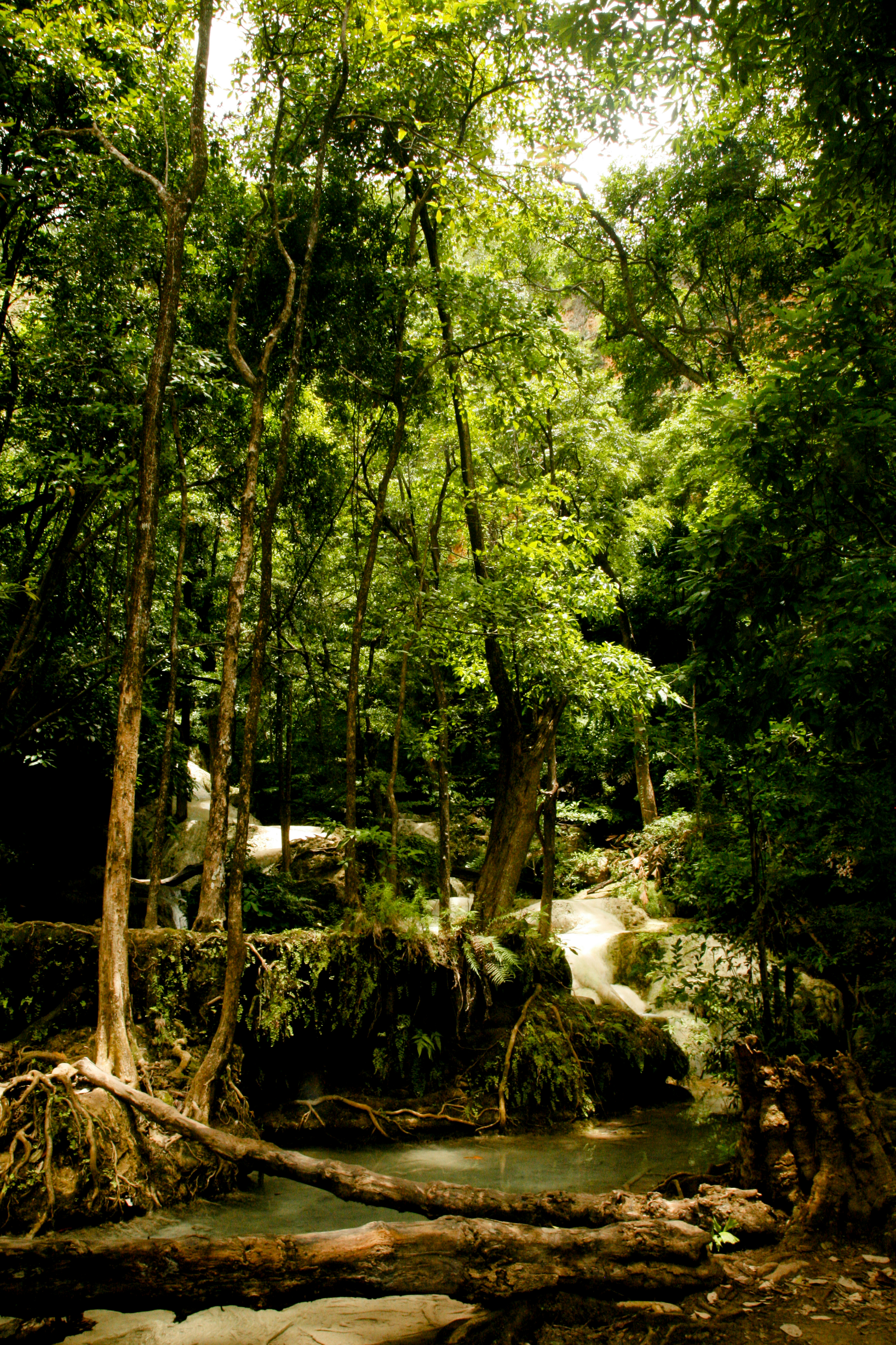 Lush green trees envelop a tranquil stream flowing over rocks, creating a peaceful natural retreat. The interplay of light and shadow enhances the vibrant foliage.