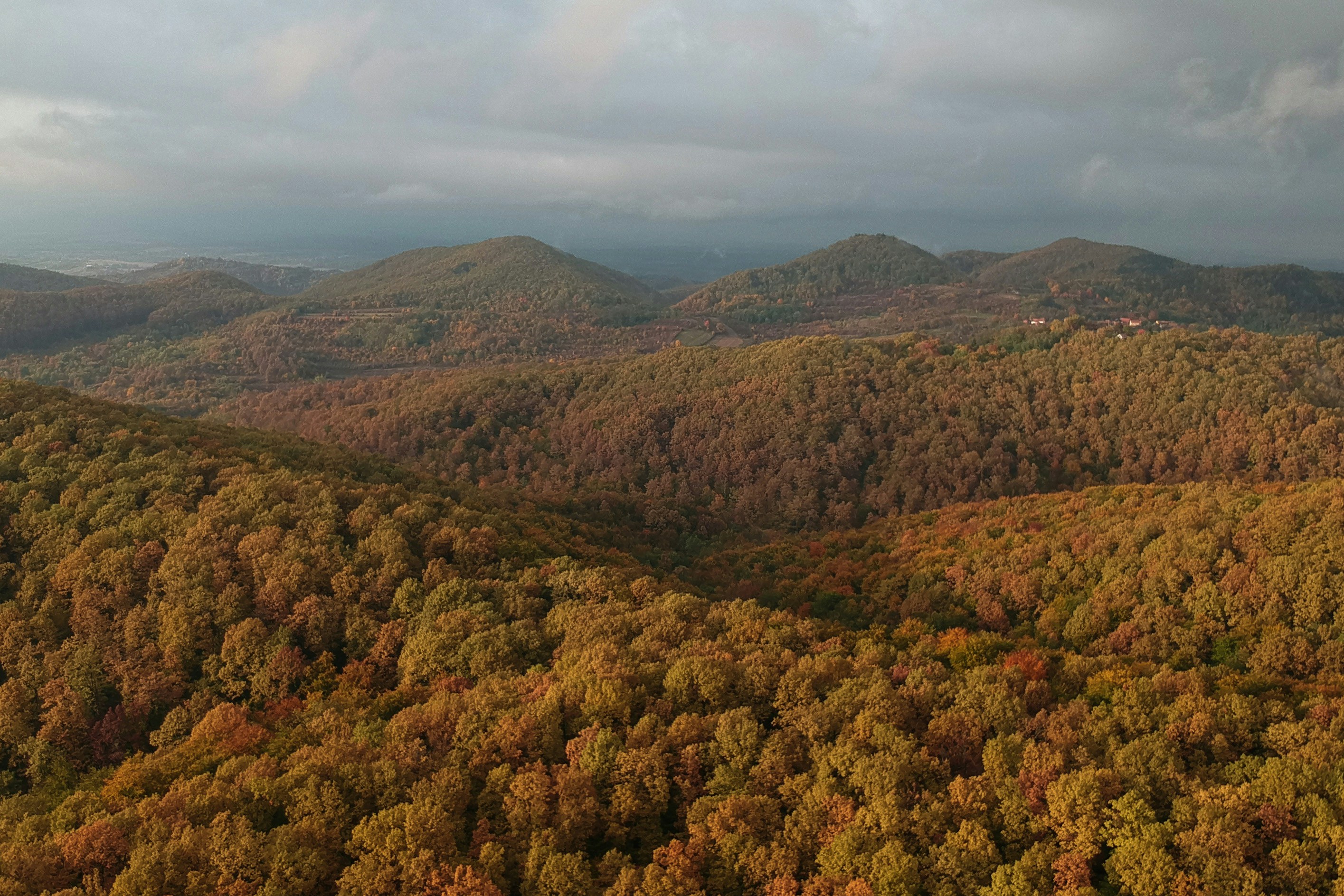 green and brown trees under white clouds during daytime