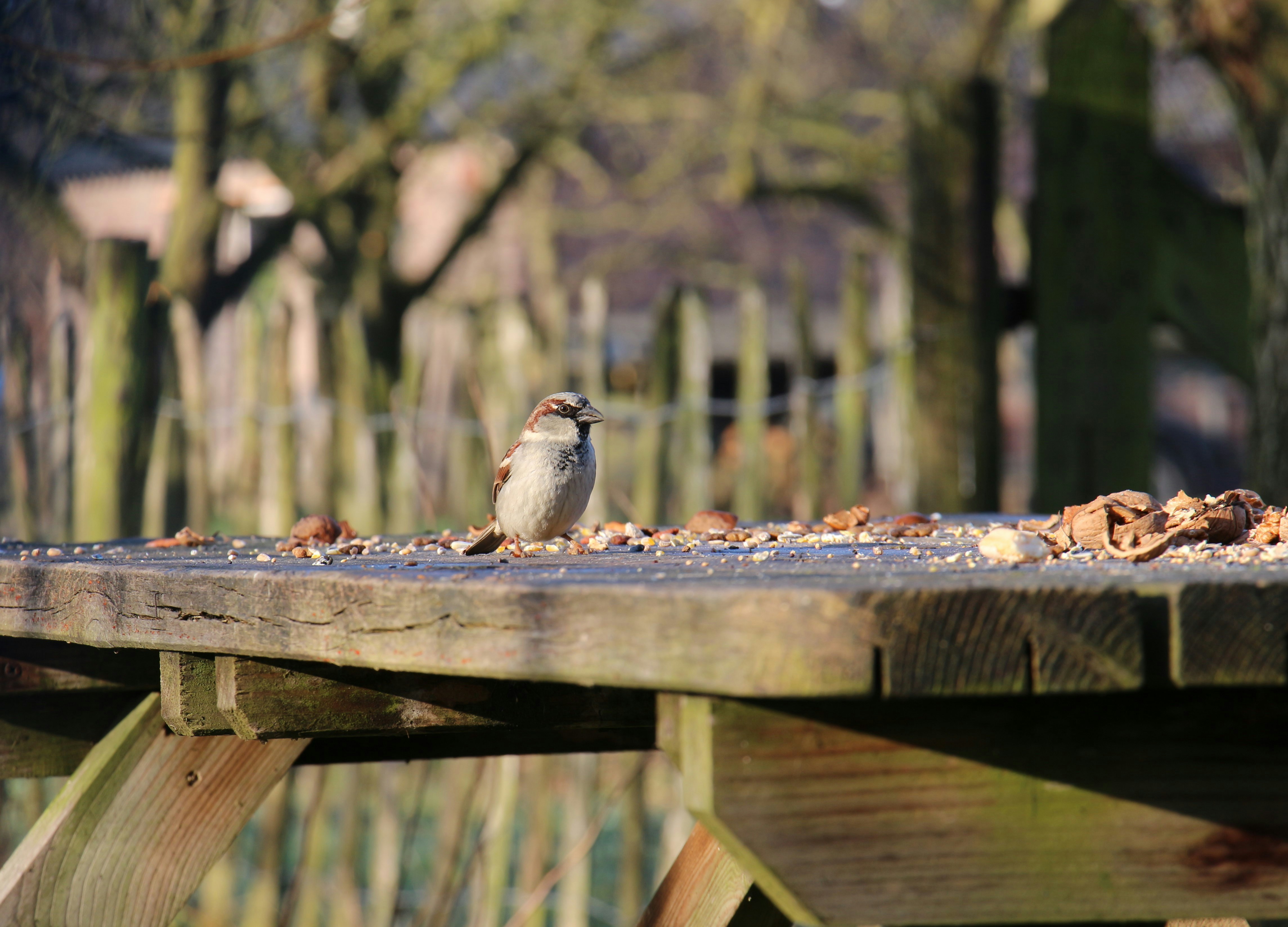Whispering Sparrow on Weathered Wood