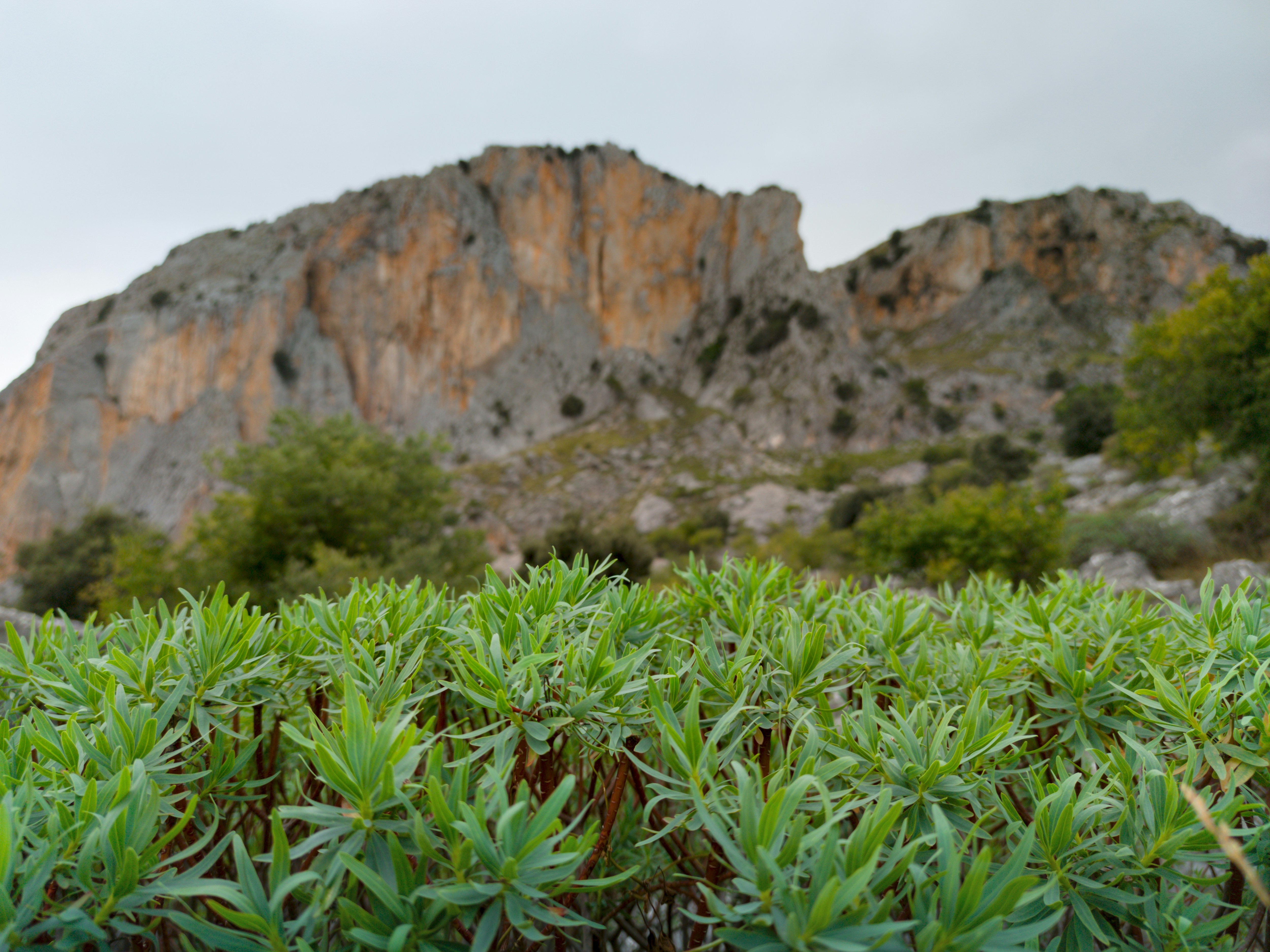 Lush green plants in the foreground with rugged mountains rising majestically in the background under a cloudy sky.
