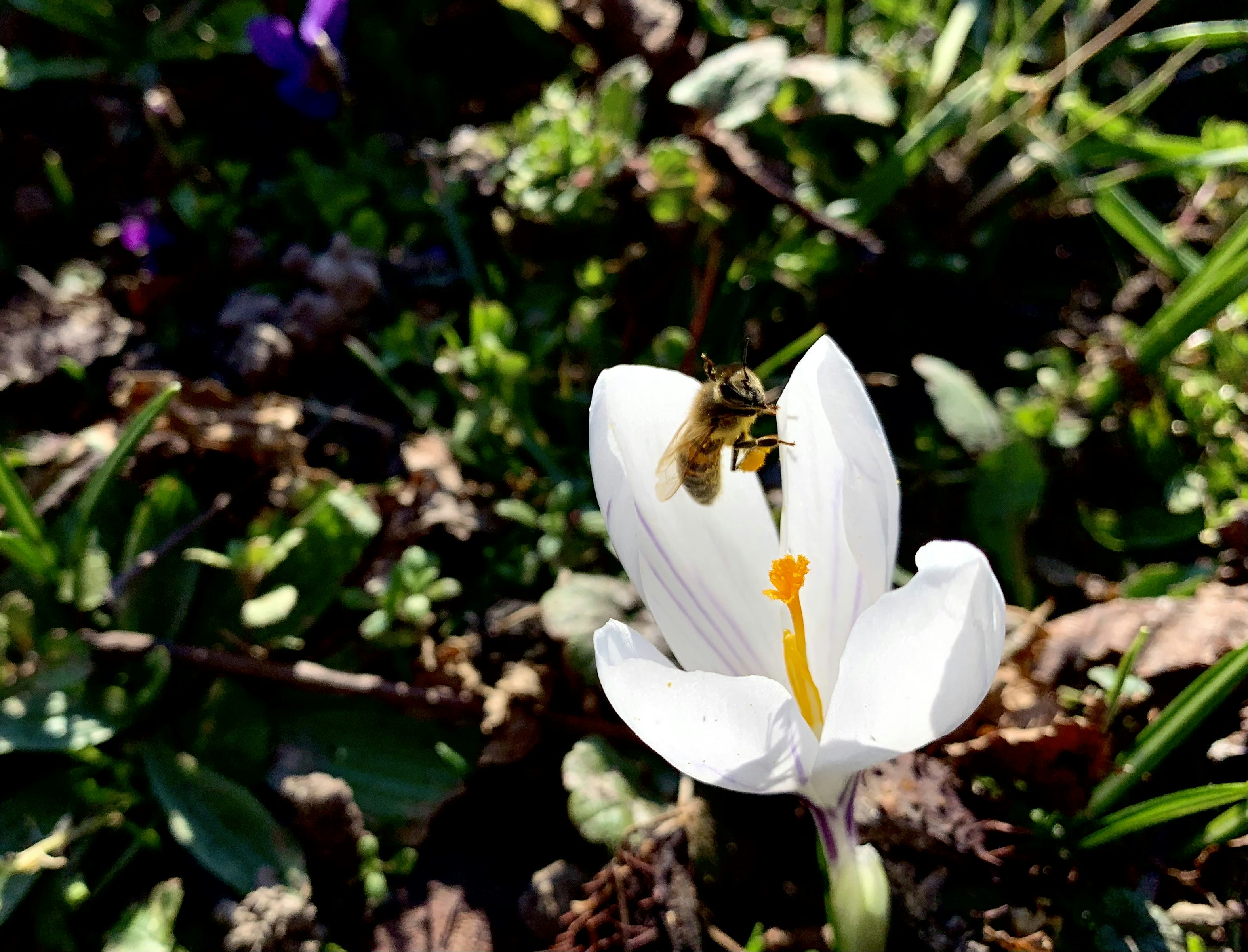 Honeybee hovering above a white crocus flower, showcasing the intricate relationship between pollinators and blooming flora.
