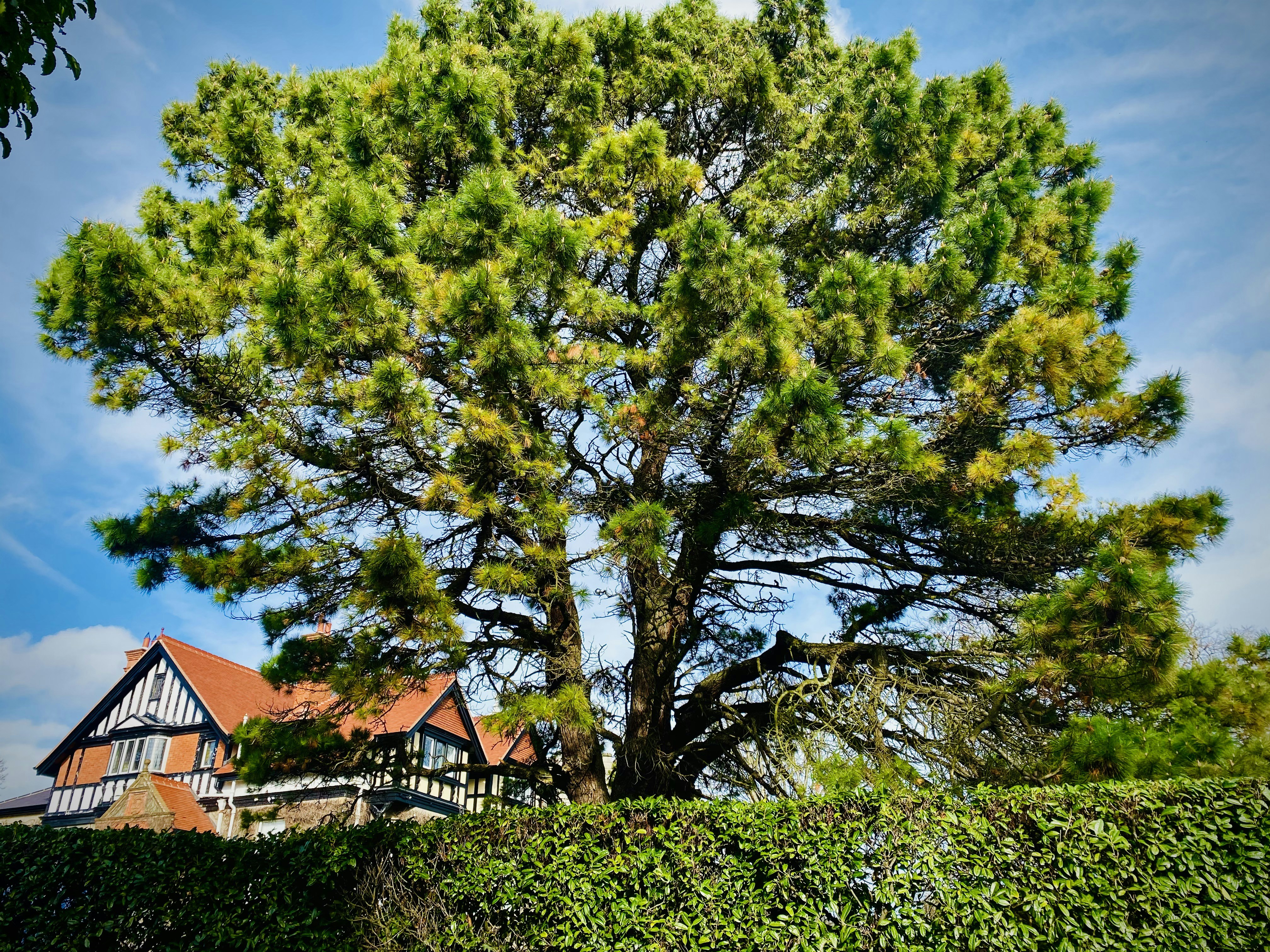 Verdant Canopy Over a Tudor Revival Cottage