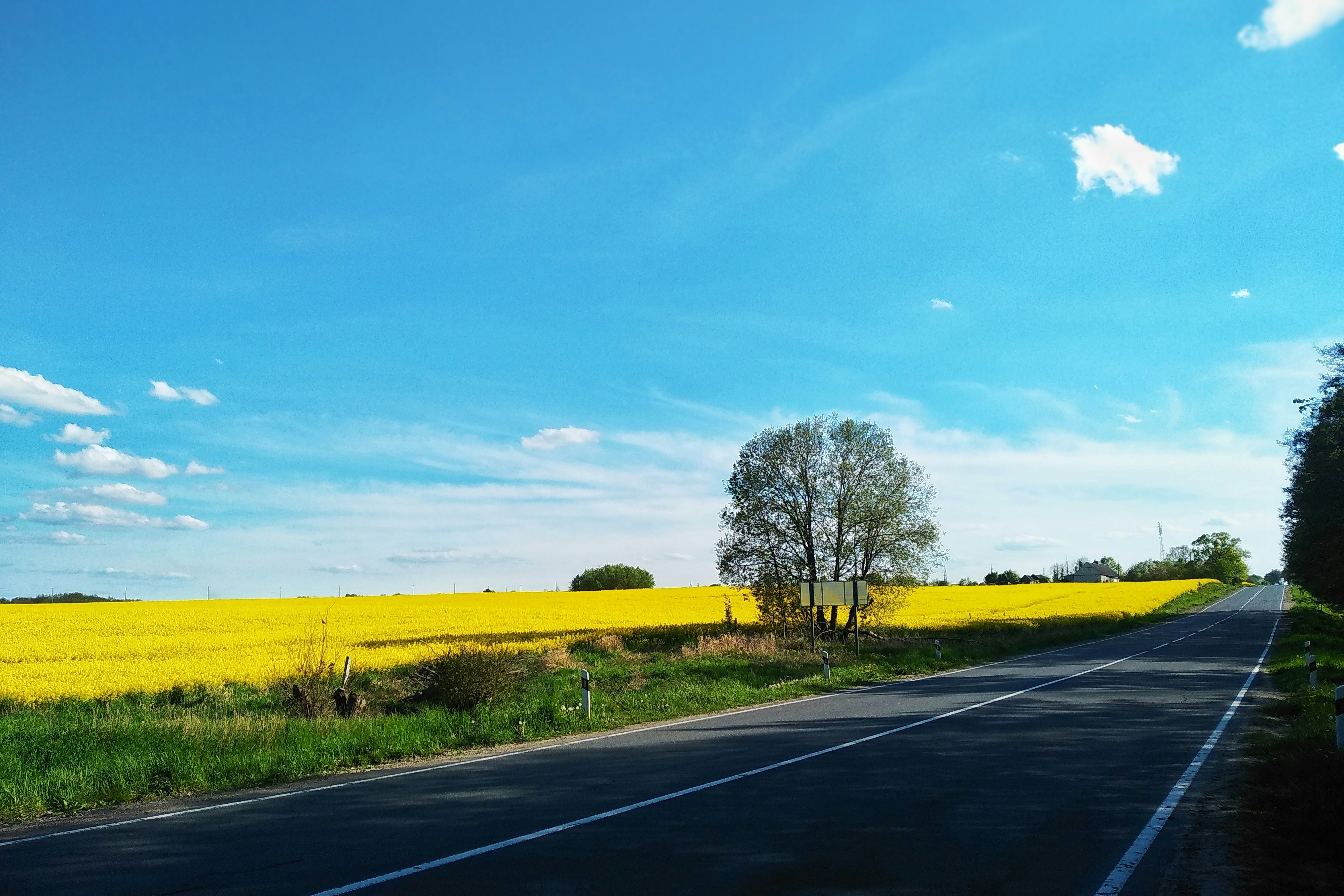 A Quiet Road Through a Canola Sea Under a Wide Azure SkyVitaliy Gavrushchenko