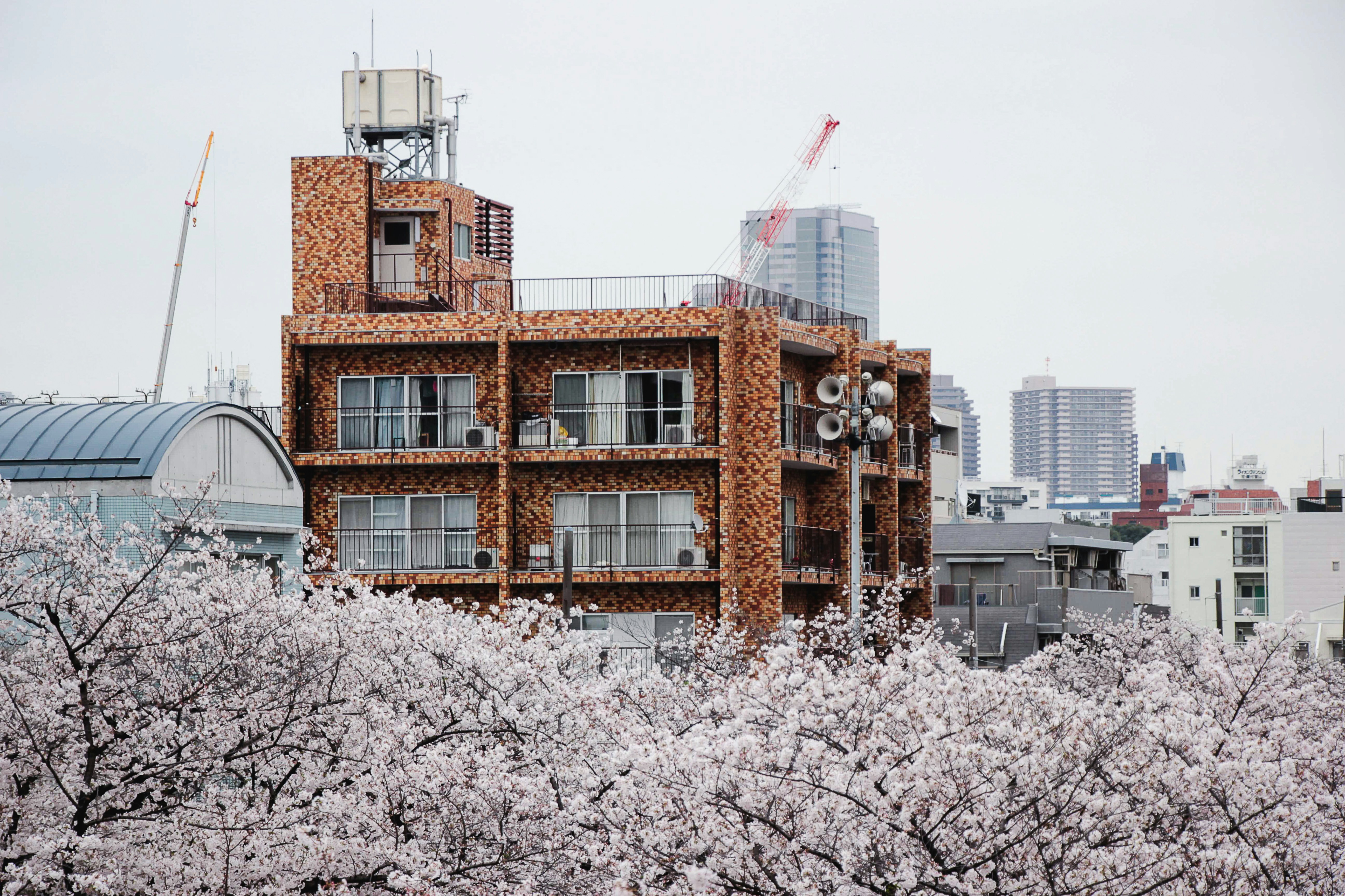 Cherry blossoms in full bloom surround a uniquely patterned building, showcasing the contrast between nature and urban architecture.