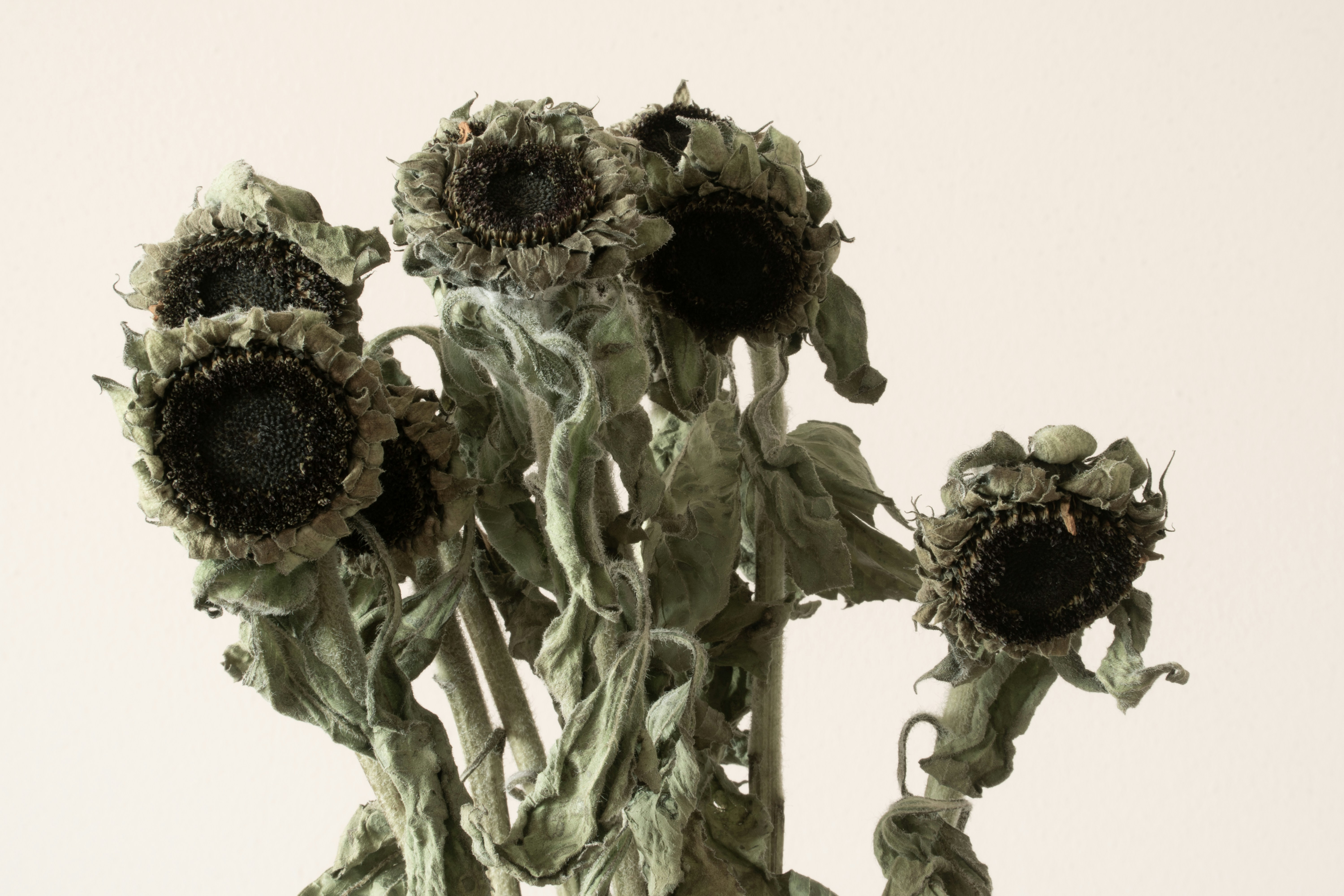 Withered Sunflower Ensemble in Gentle Sepia