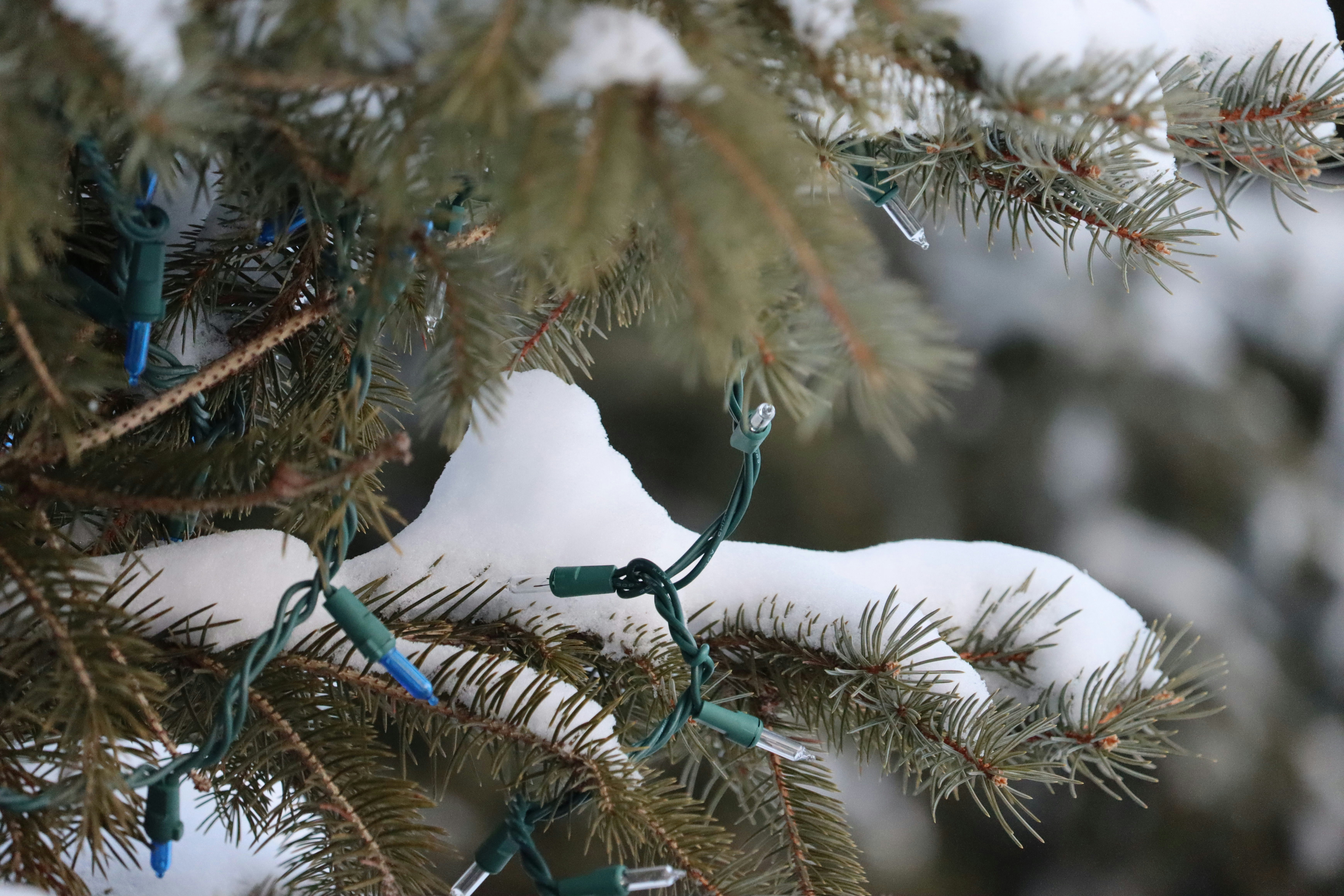 Snow-Dusted Pines Meet a Quiet Glow of Holiday Lights