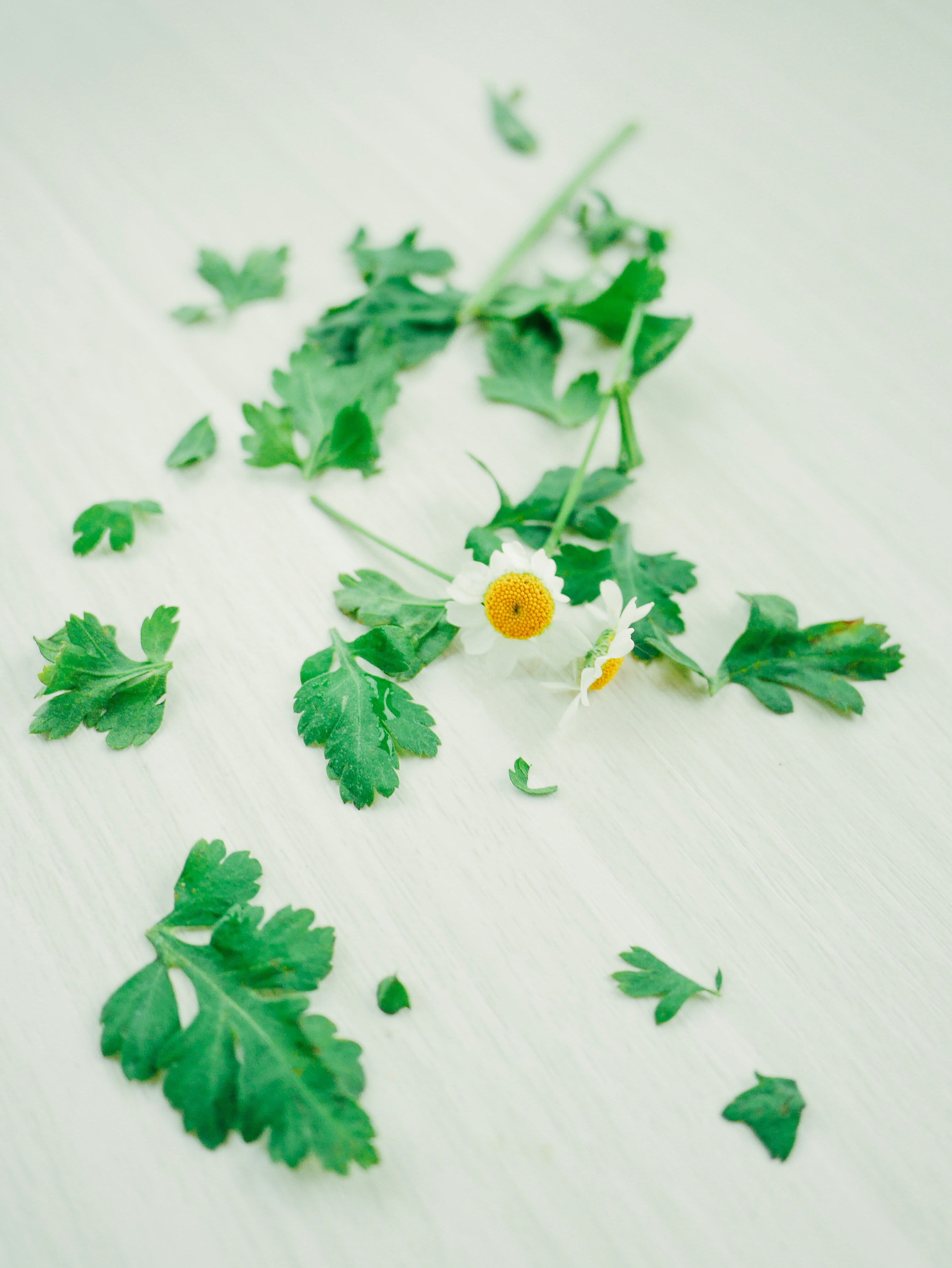 Chamomile on Pale Wood: A Quiet Study in Green and Gold