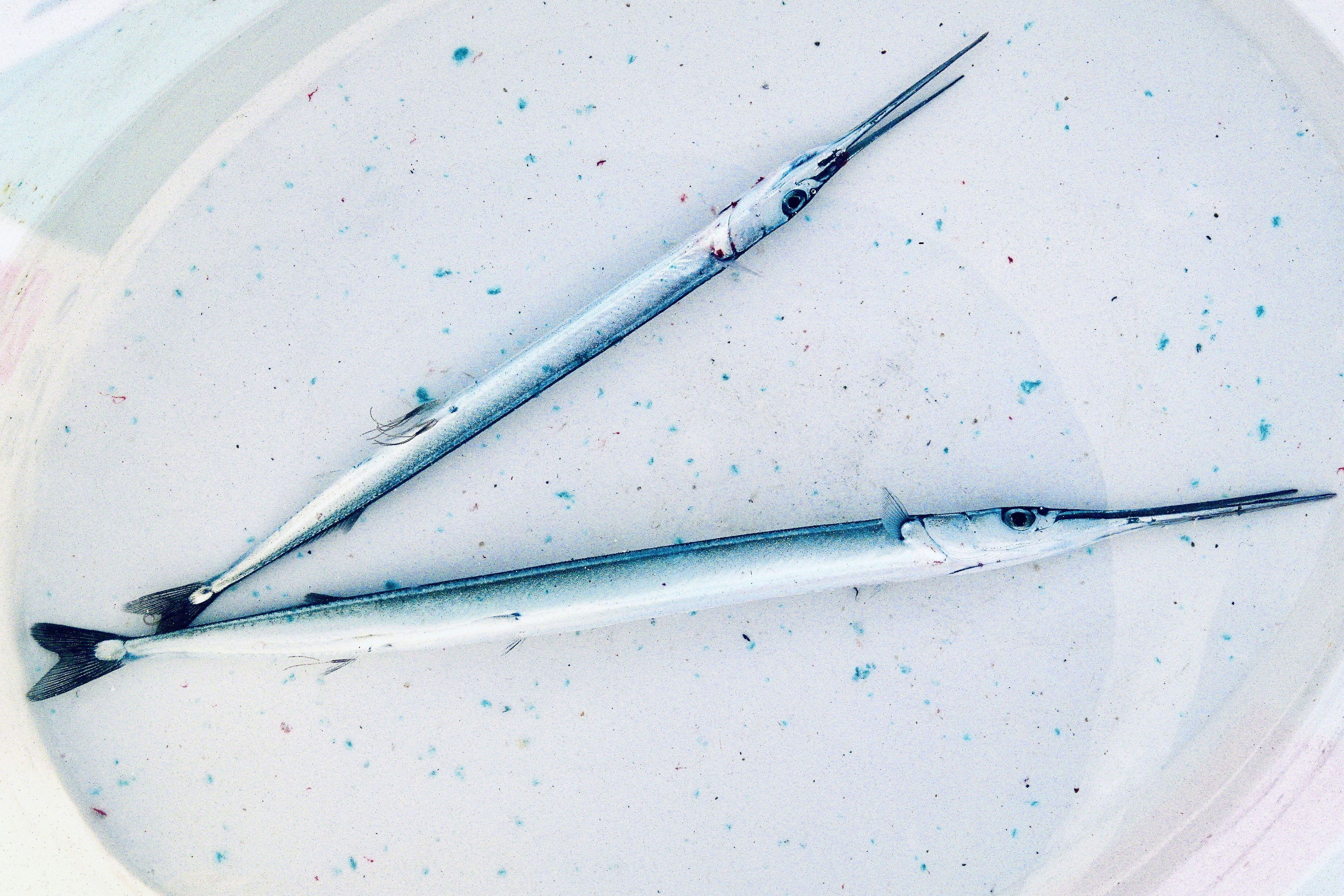 Azure Specks and Silent Sardines: A Minimal Plate Study
