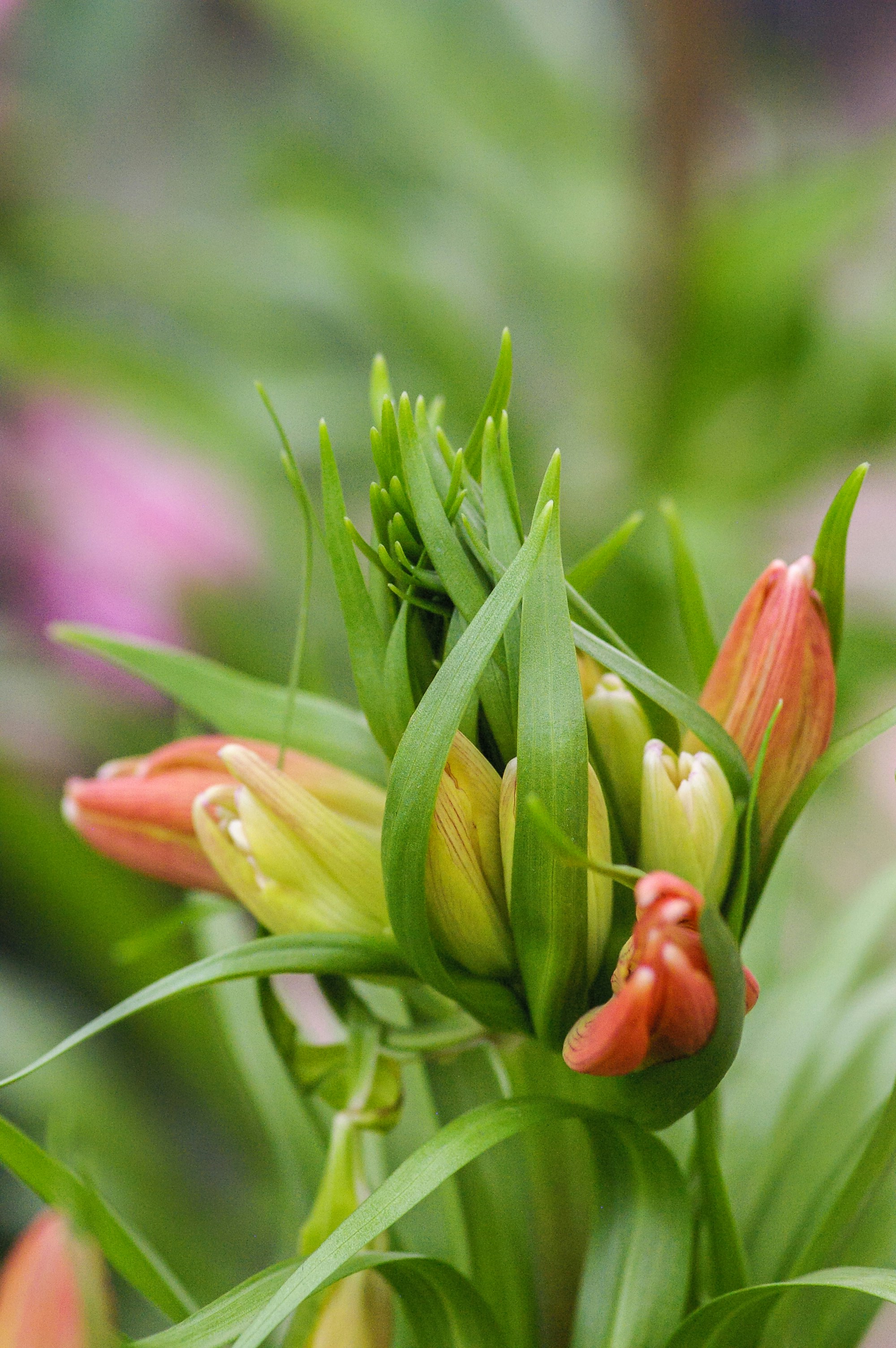 Delicate buds of pink and yellow flowers intertwined with lush green leaves, showcasing the beauty of nature's growth.
