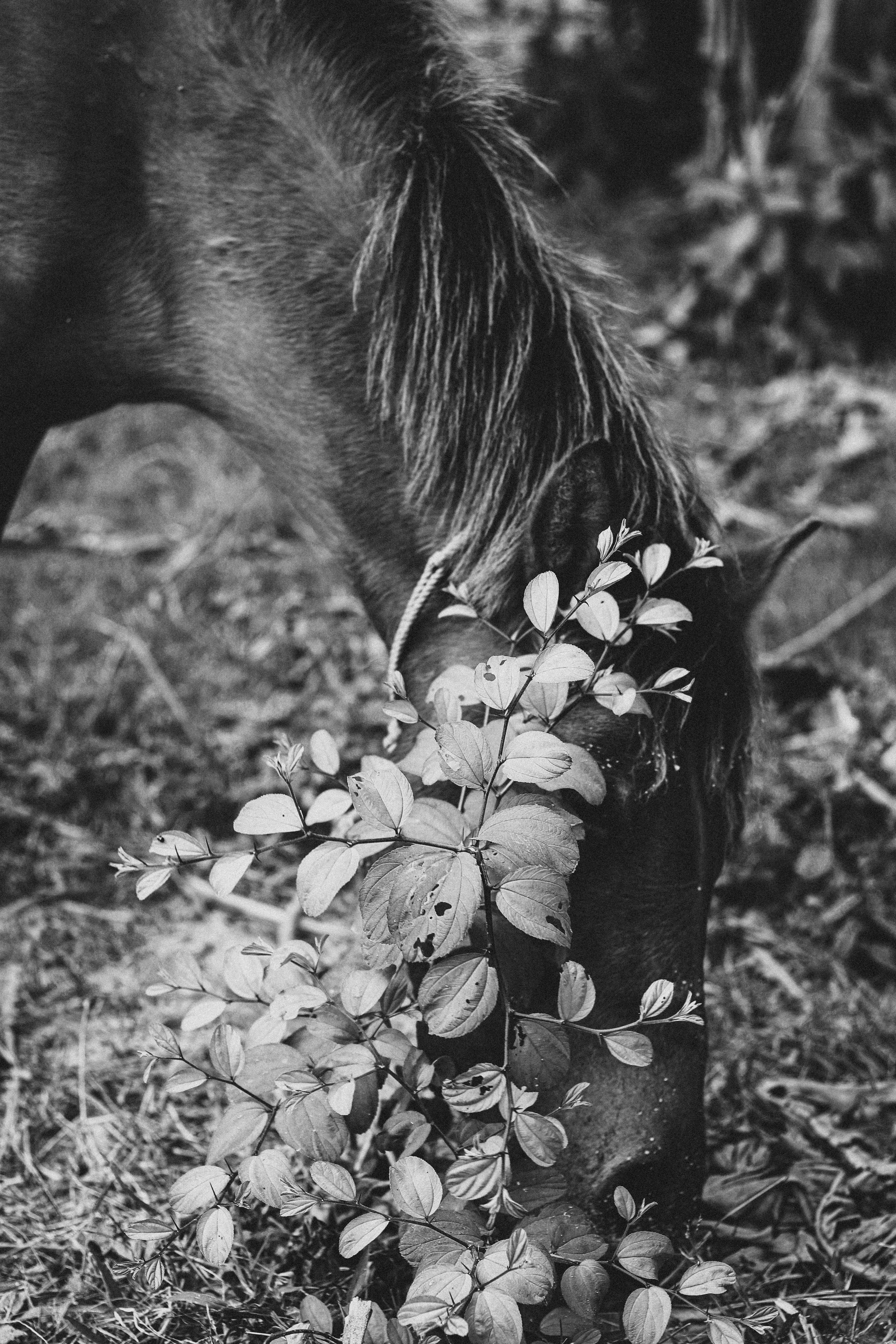 One day I am gonna ride a horse.