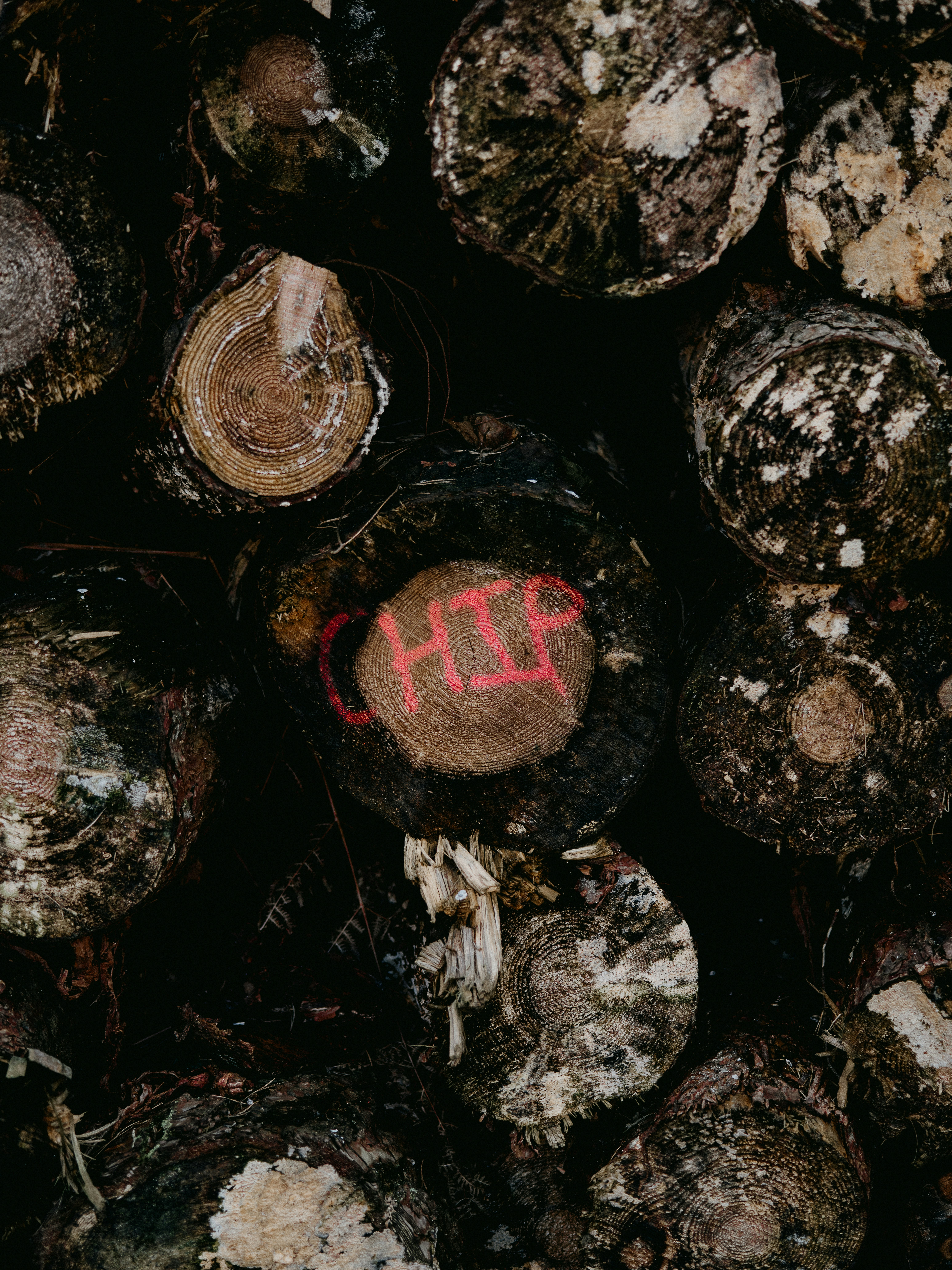 Red-inked Mark on a Stacked Wood Log: A Quiet Woodland Stack