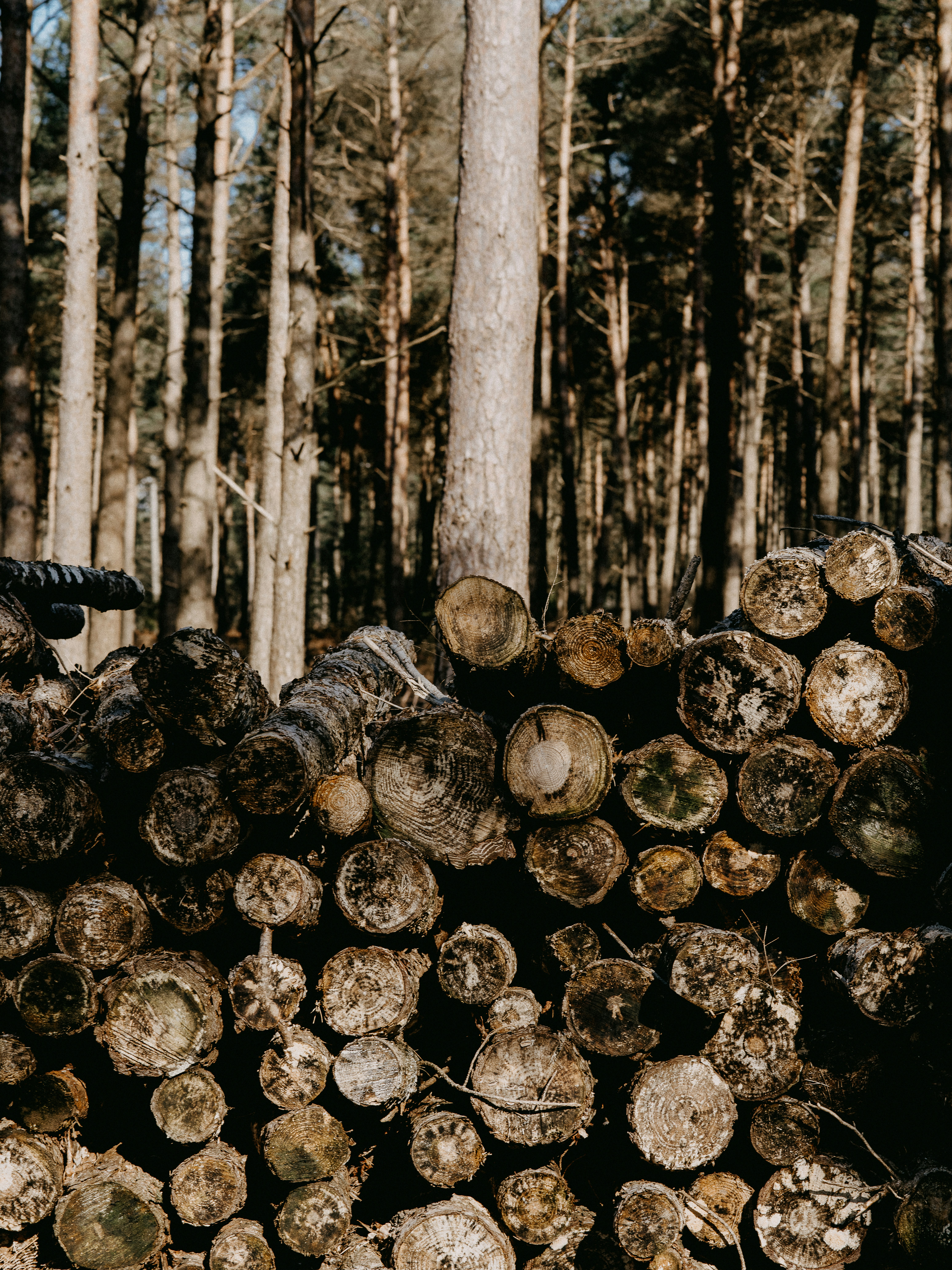 grayscale photography of tree logs
