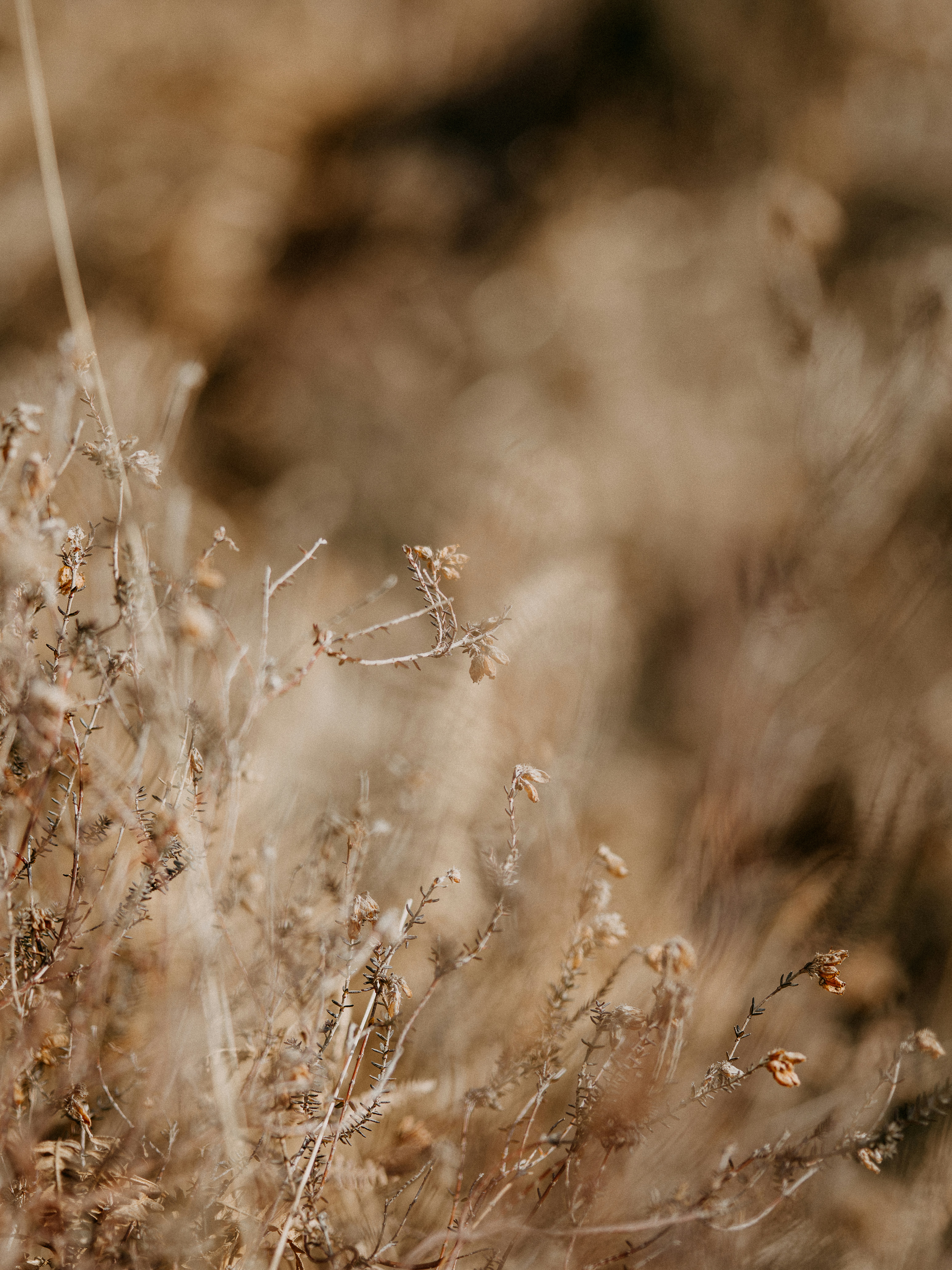 Herbe brune dans l'objectif à décalage d'inclinaison photo – Photo Brun ...