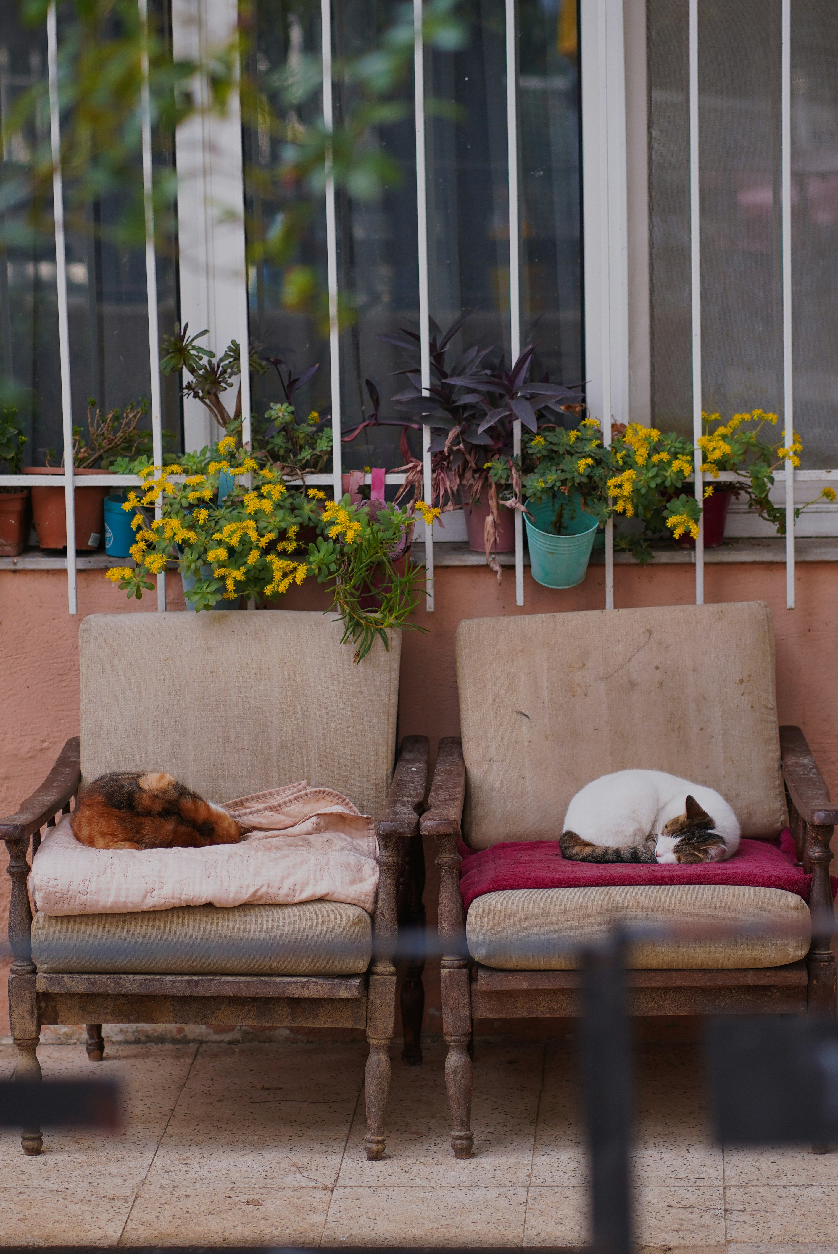 Quiet Afternoon on the Balcony: Two Cats Nestled on Sunlit Cushions Among Flower Boxes
