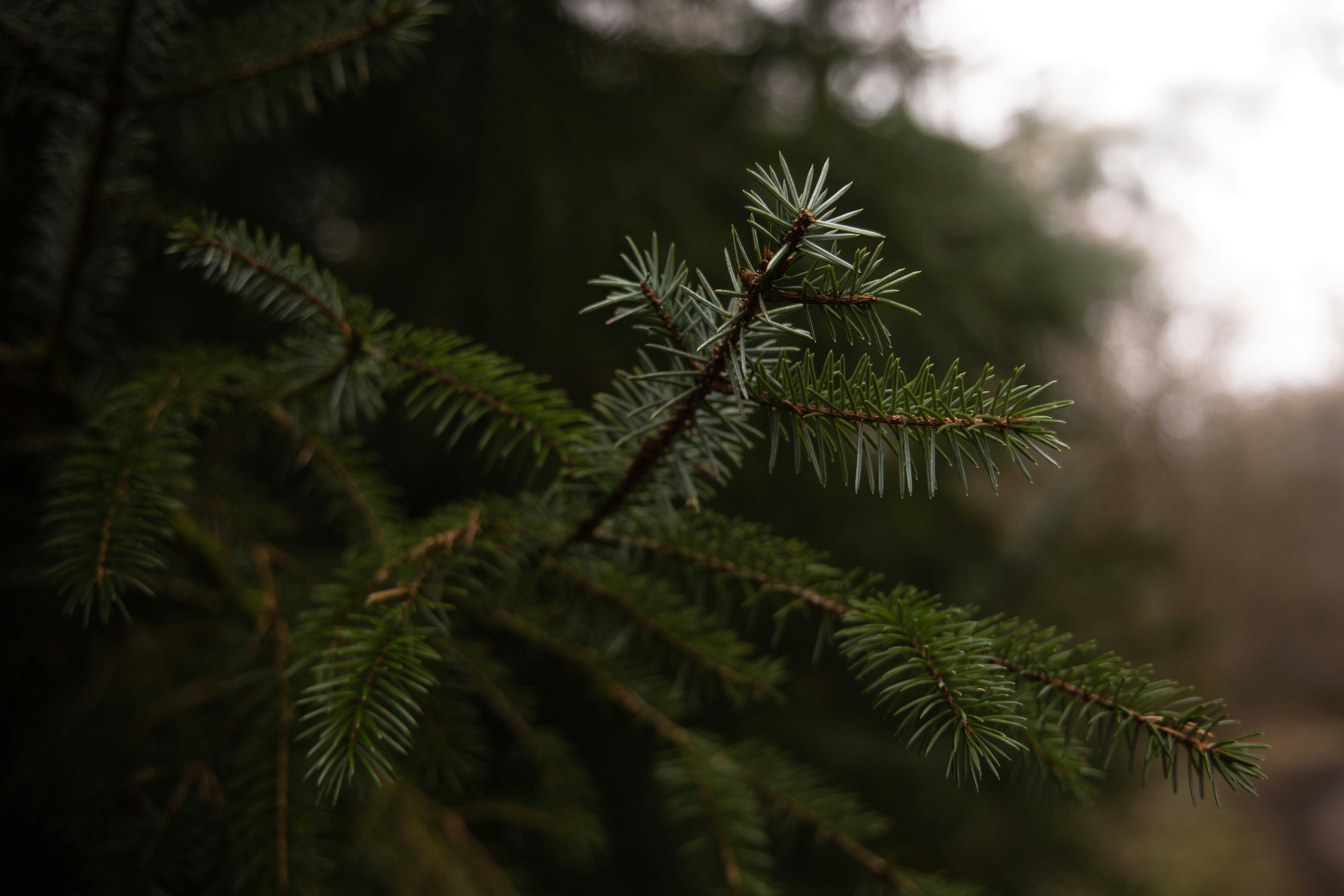 Close-up of a pine branch showcasing delicate needles against a softly blurred background. The image captures the essence of nature's tranquility.