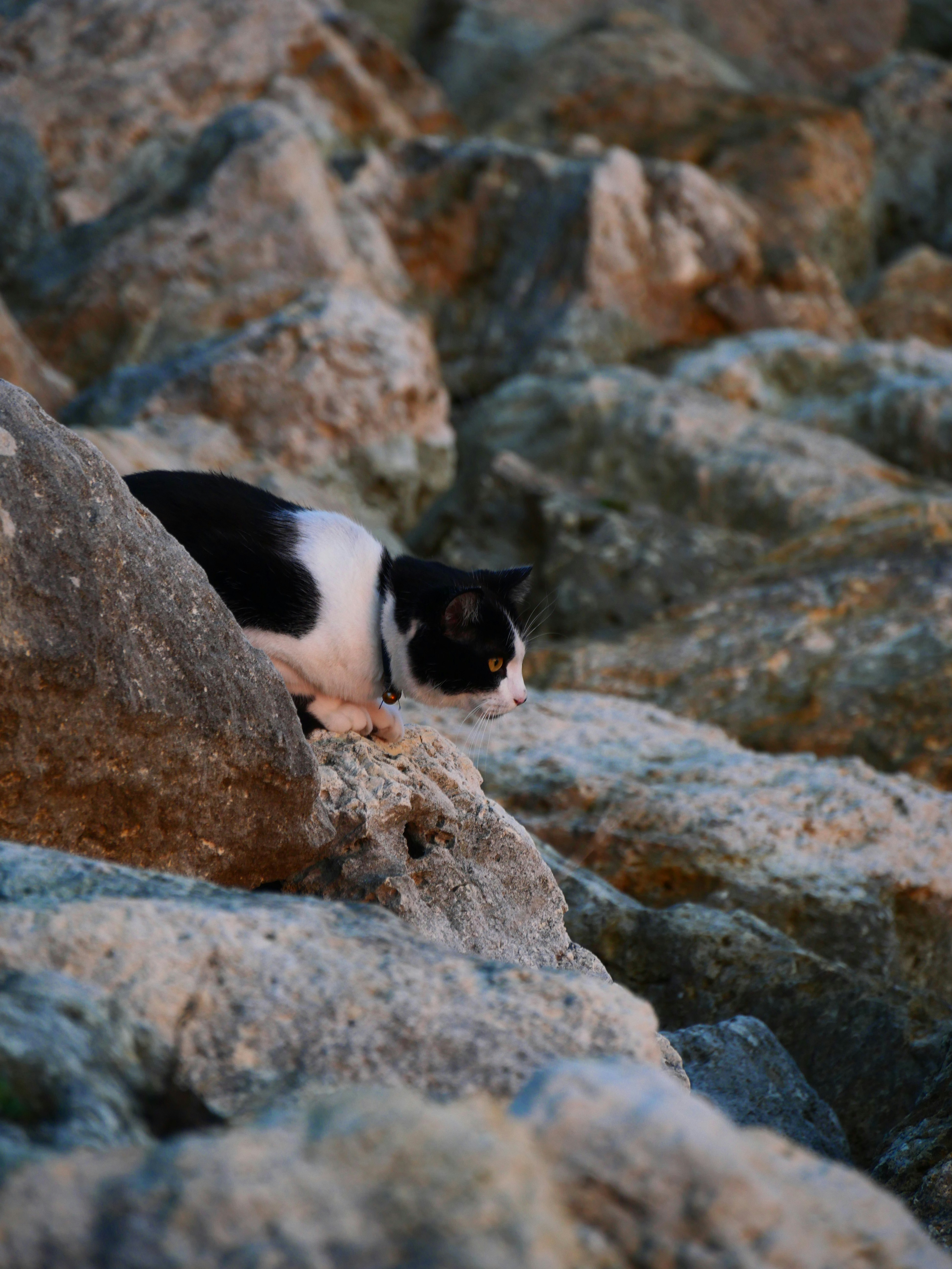 On the Edge: A Black-and-White Cat Navigates Wind-Weathered Coastal Rocks