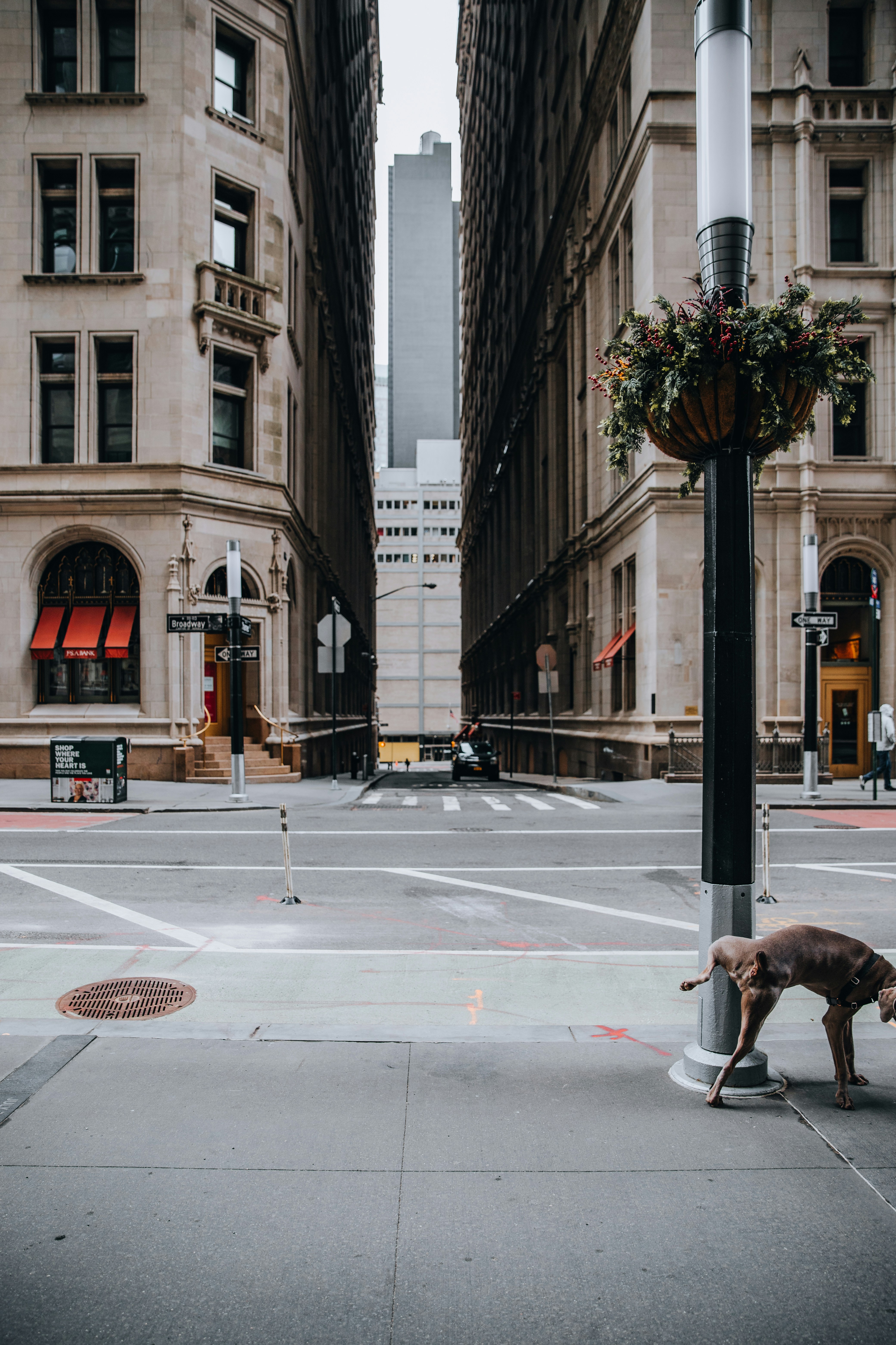 Lamppost Bloom and a Curious Hound on a Quiet City Street