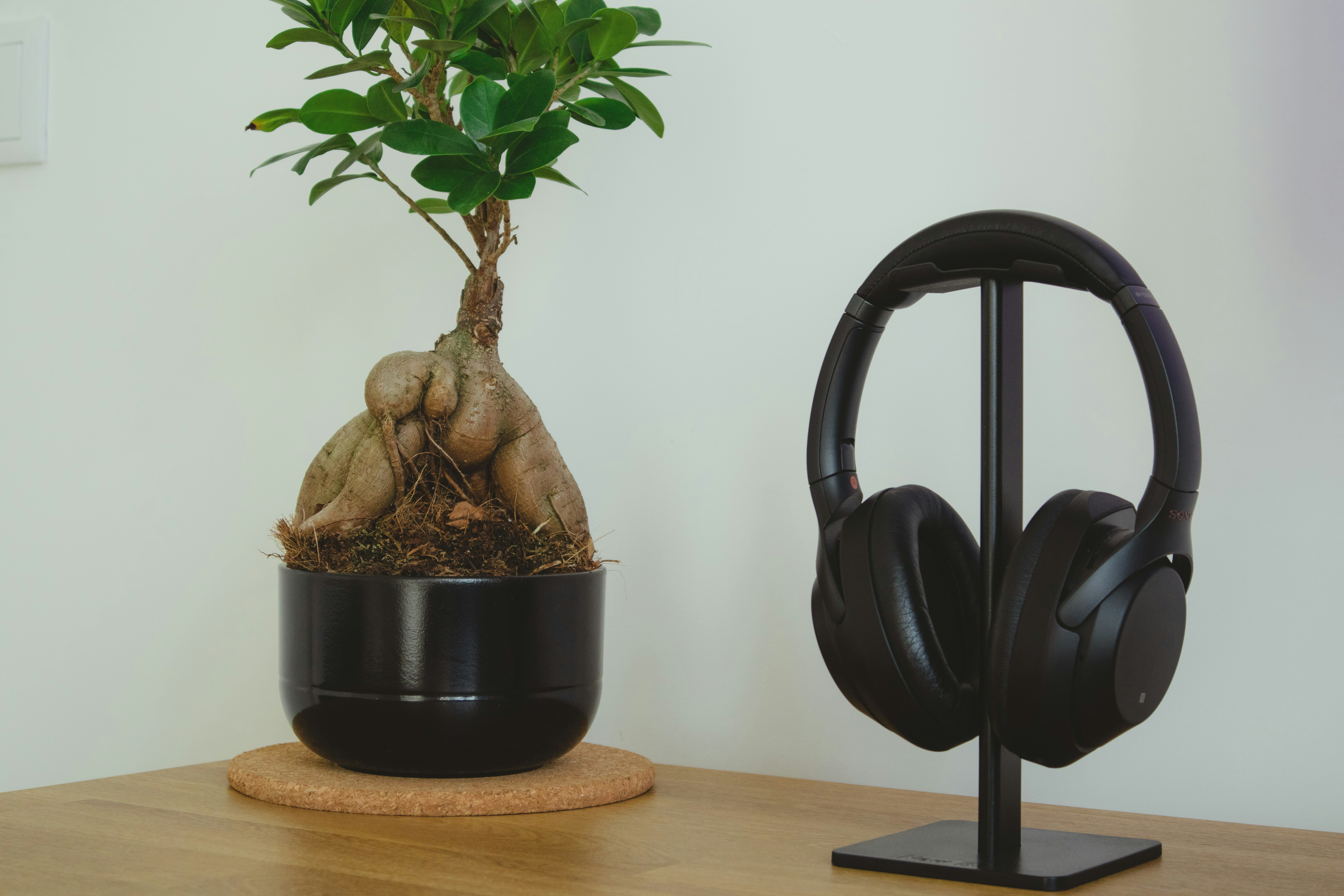 A bonsai tree in a black pot sits next to a sleek headphone stand displaying modern headphones. 