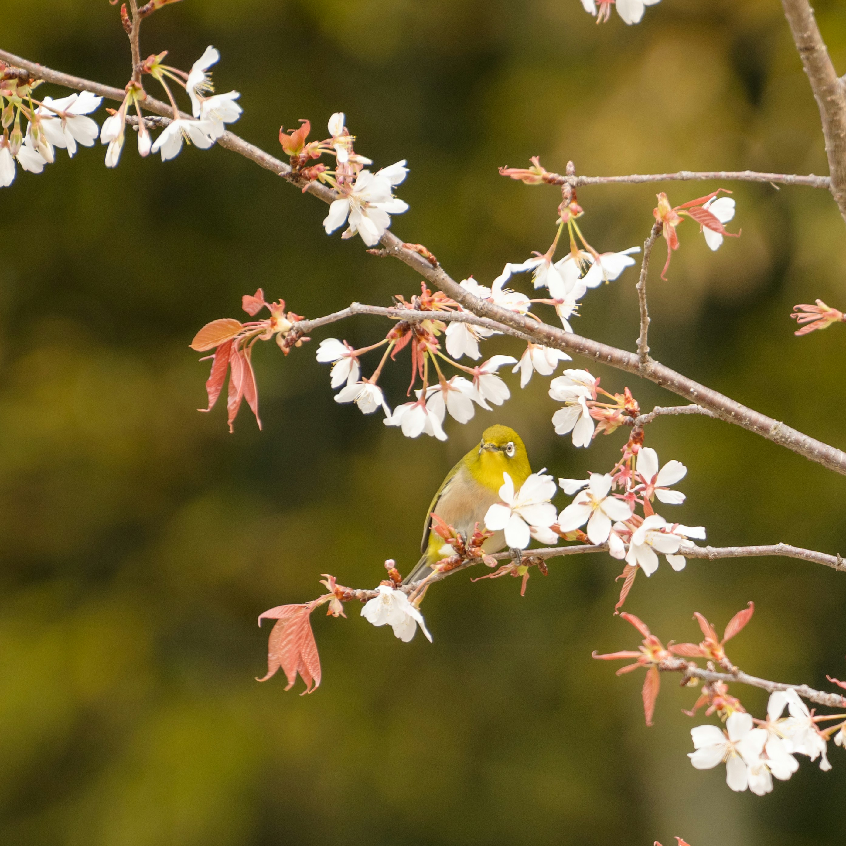 Cherry Blossom Branch with Yellow Warbler in Soft Spring Light
