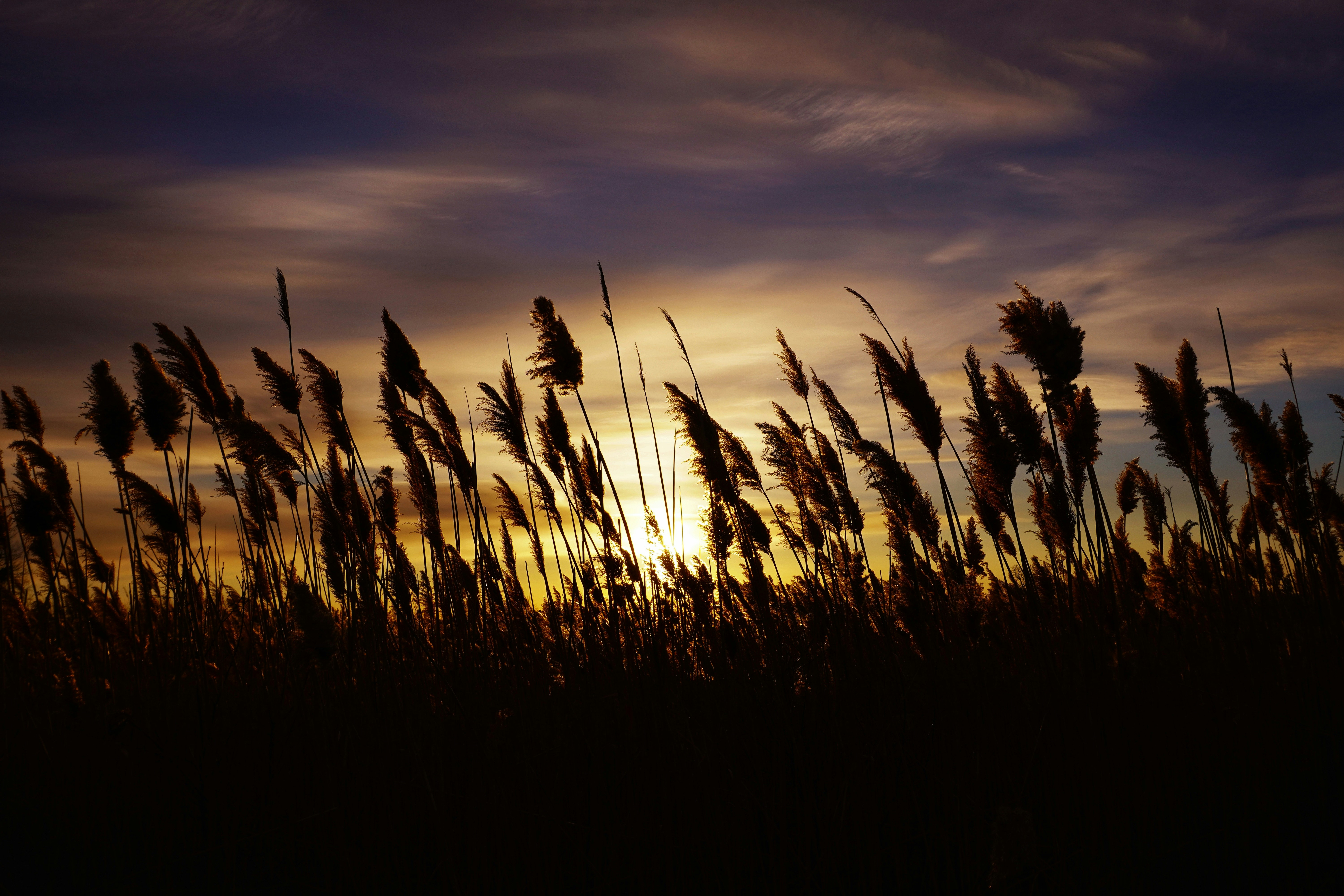 Silhouette of grass during sunset photo – Free Pickering Image on Unsplash