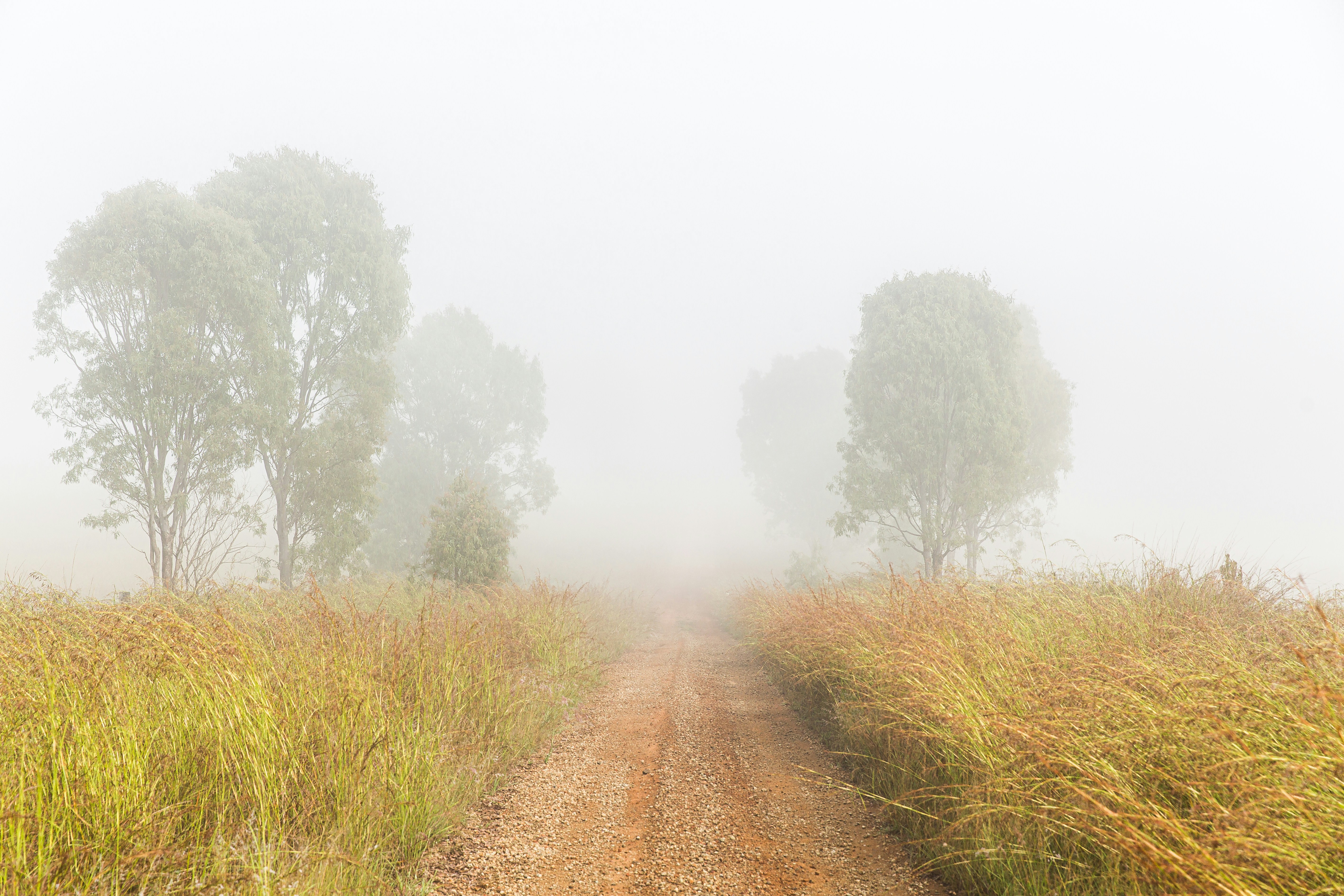 Fogbound Path: A Quiet Trail Through Golden Grasses