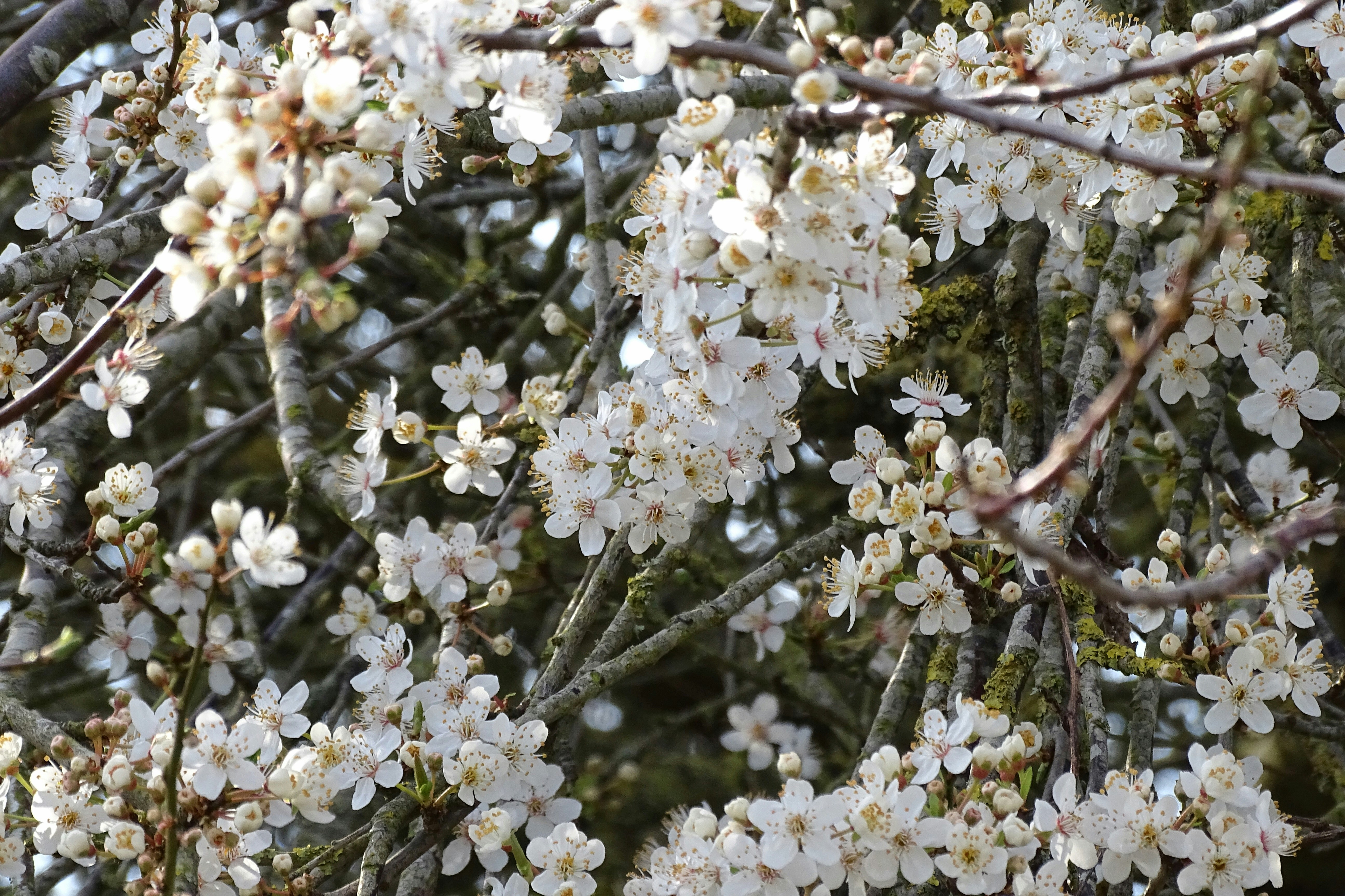 White Lace Among Cherry Branches: A Quiet Spring Canopy
