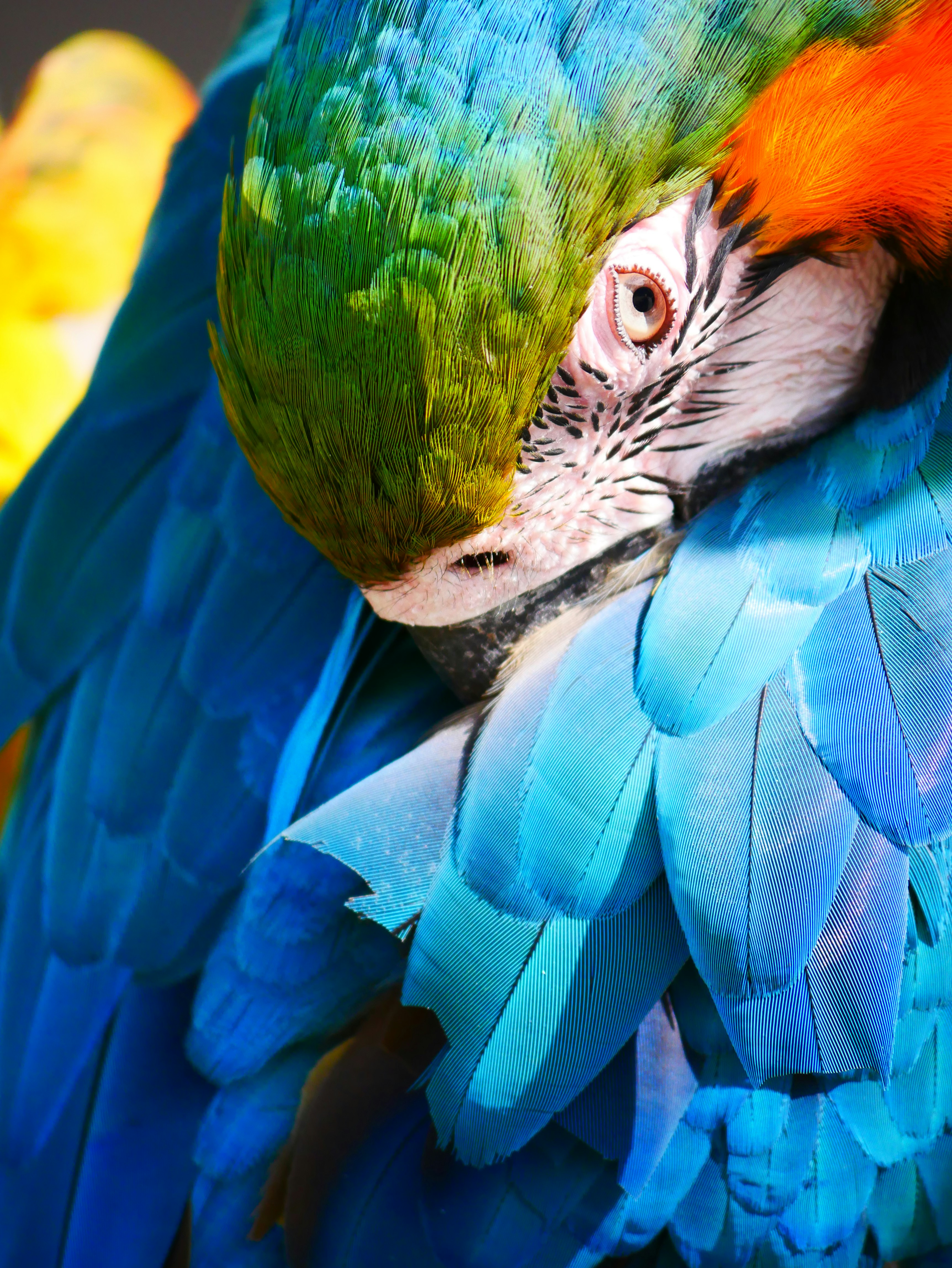 Blue yellow and green parrot photo – Free Animal Image on Unsplash
