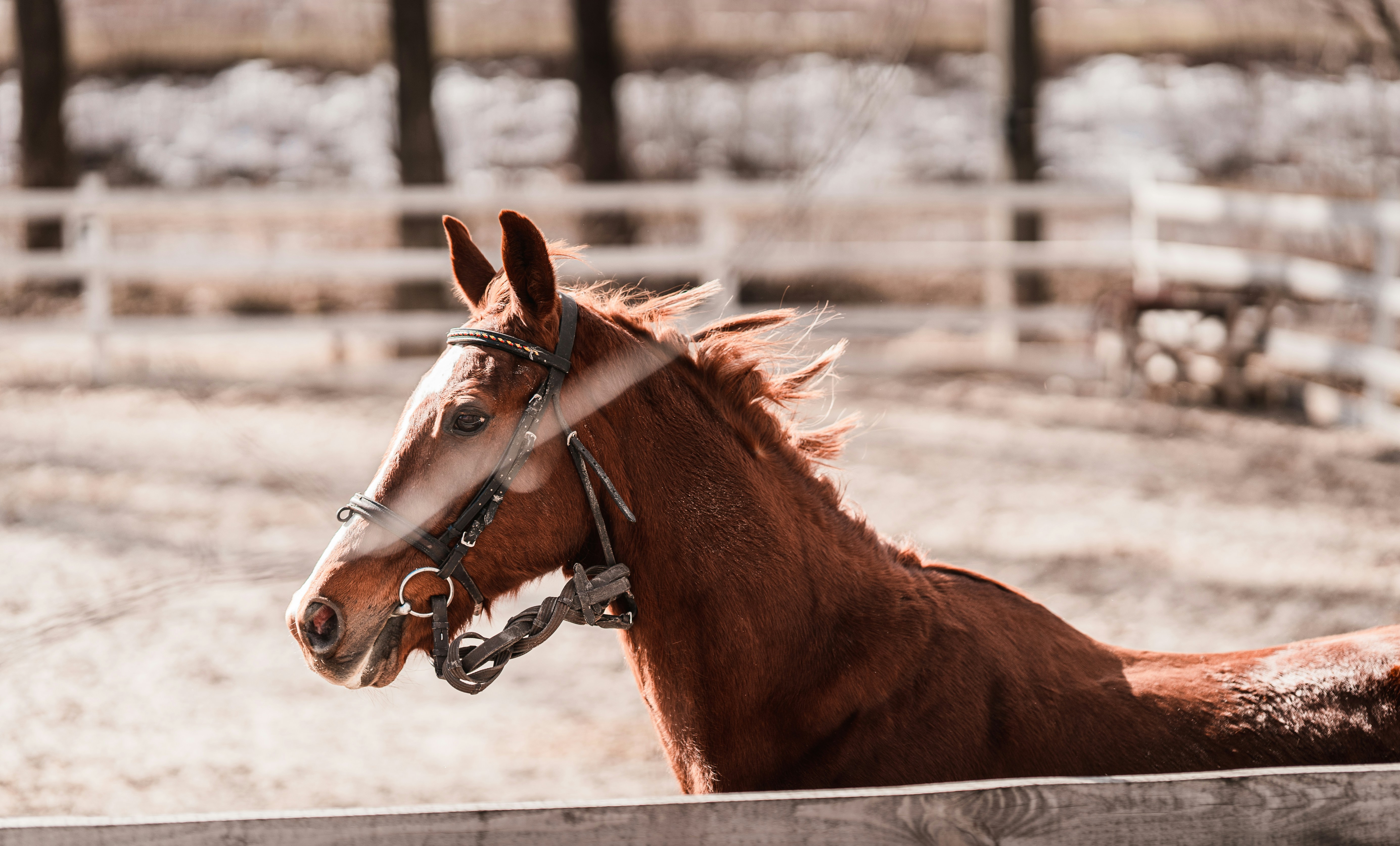 Hourse Pictures | Download Free Images on Unsplash