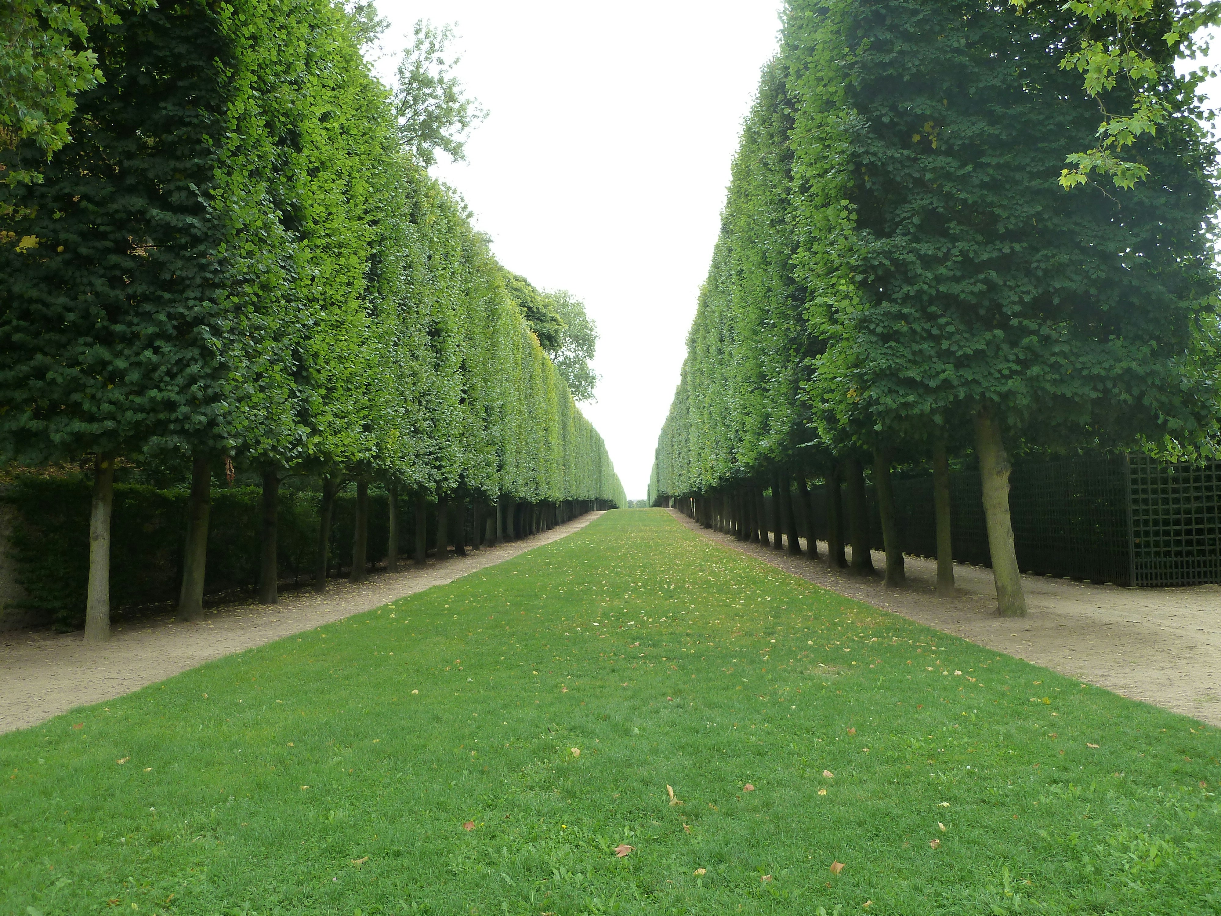 Lush greenery lines a symmetrical pathway, creating a tranquil corridor in a landscaped garden. The scene invites exploration and reflection.