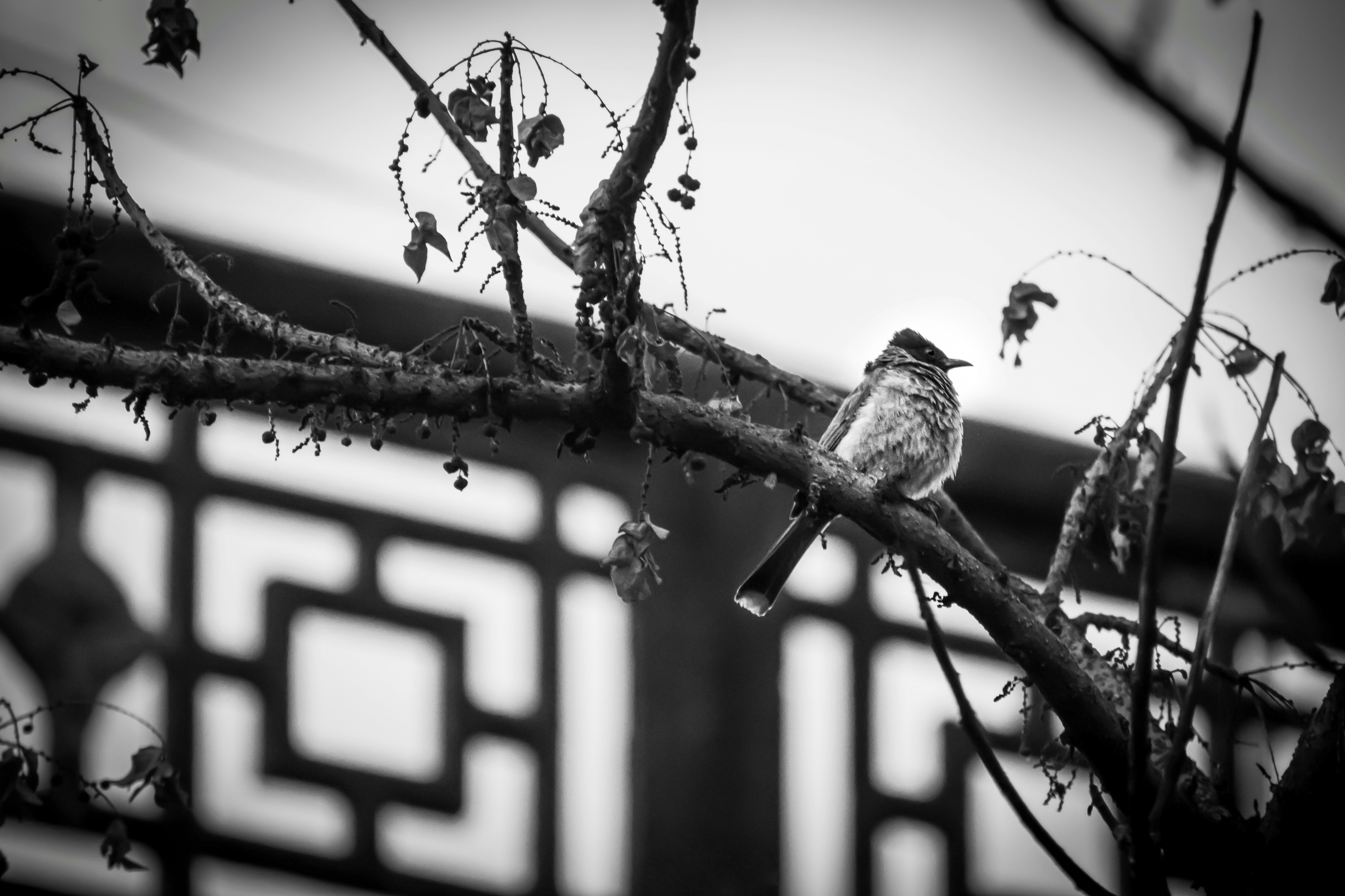 Sparrow on a Framed Branch: Quiet Vigil in Black and White