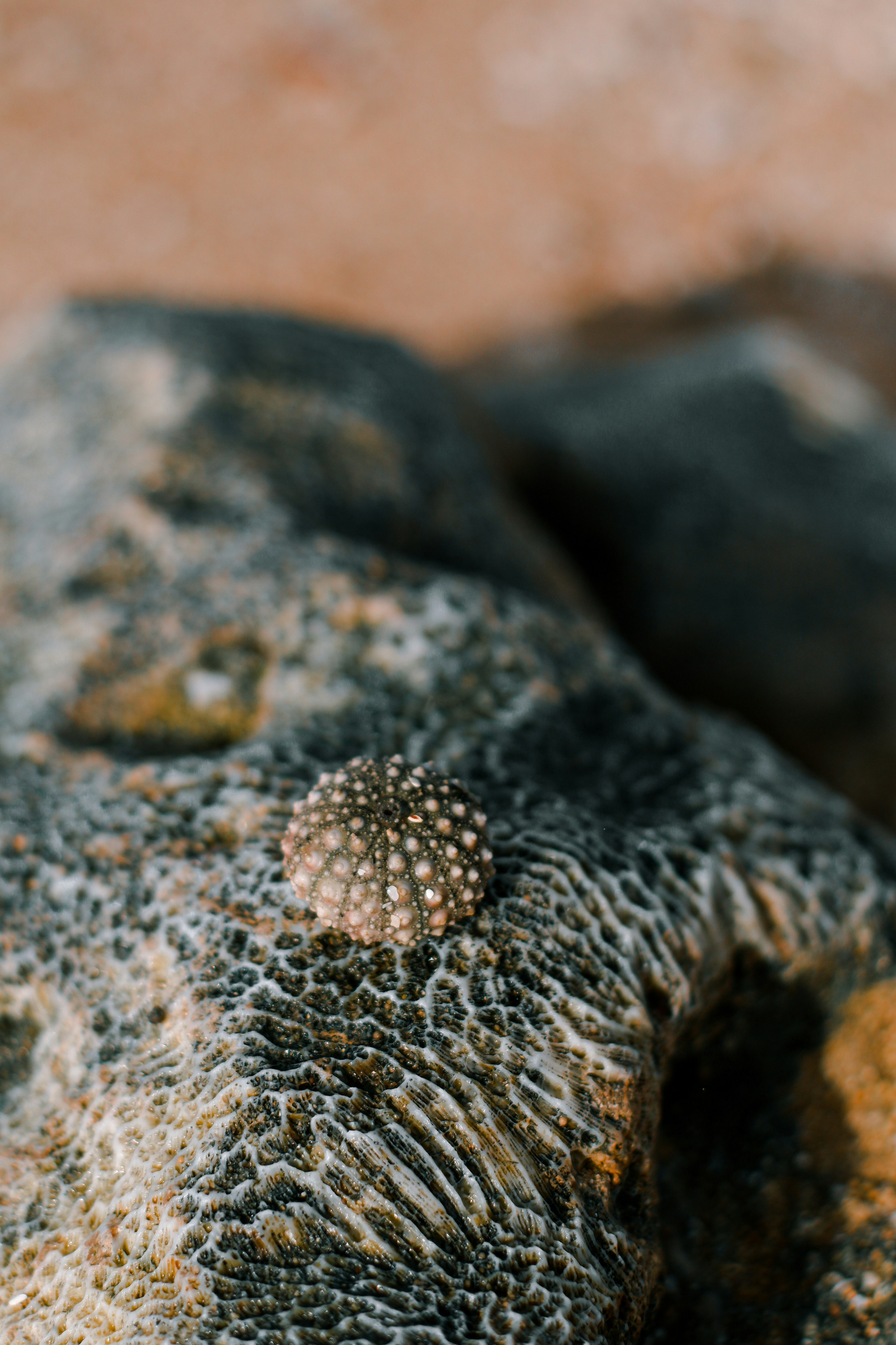 Pebble Dome: A Dotted Lichen Pearl on Weathered Rock