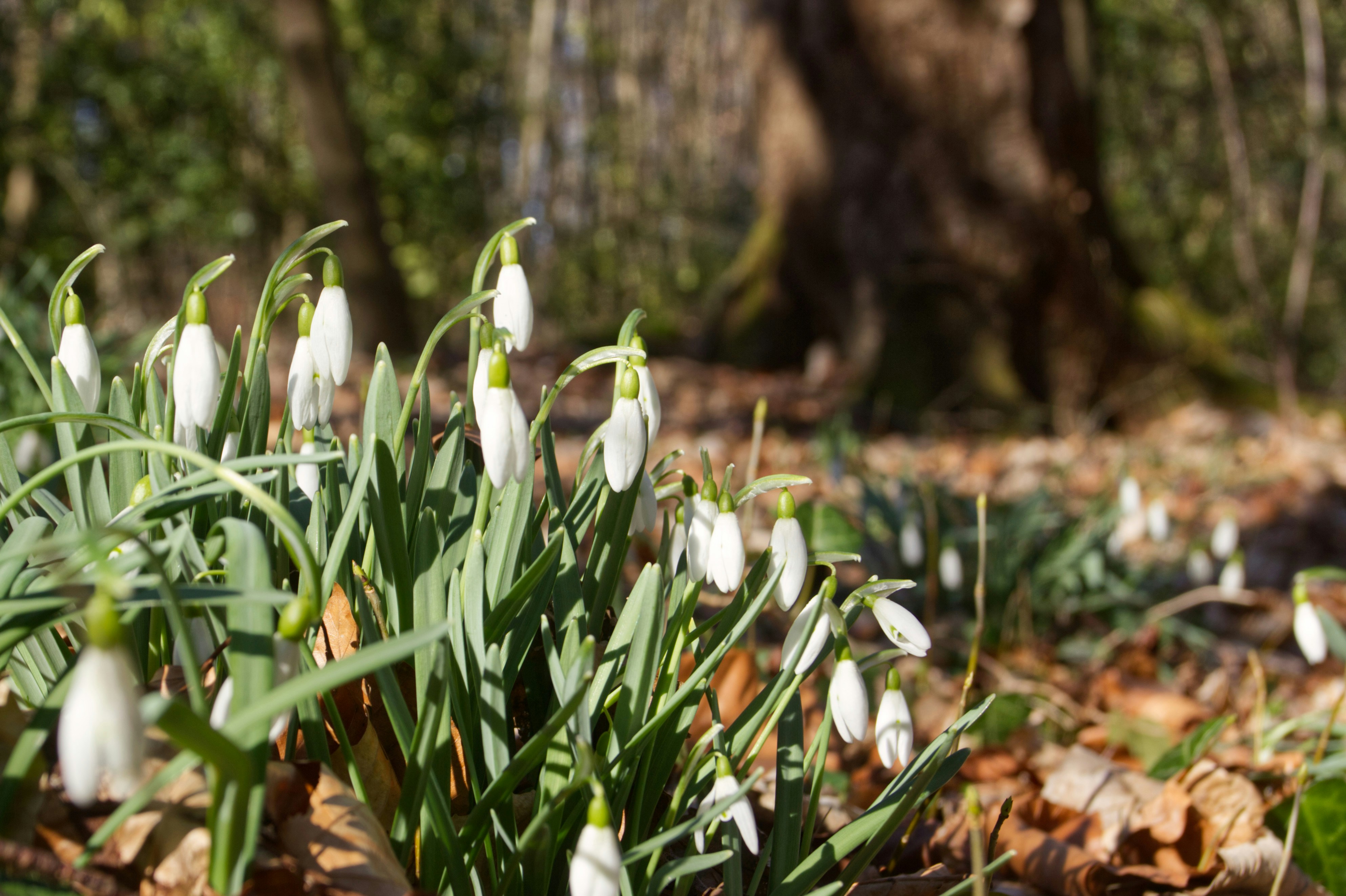 Cluster of delicate snowdrop flowers emerging from the forest floor, surrounded by fallen leaves and soft sunlight filtering through trees.