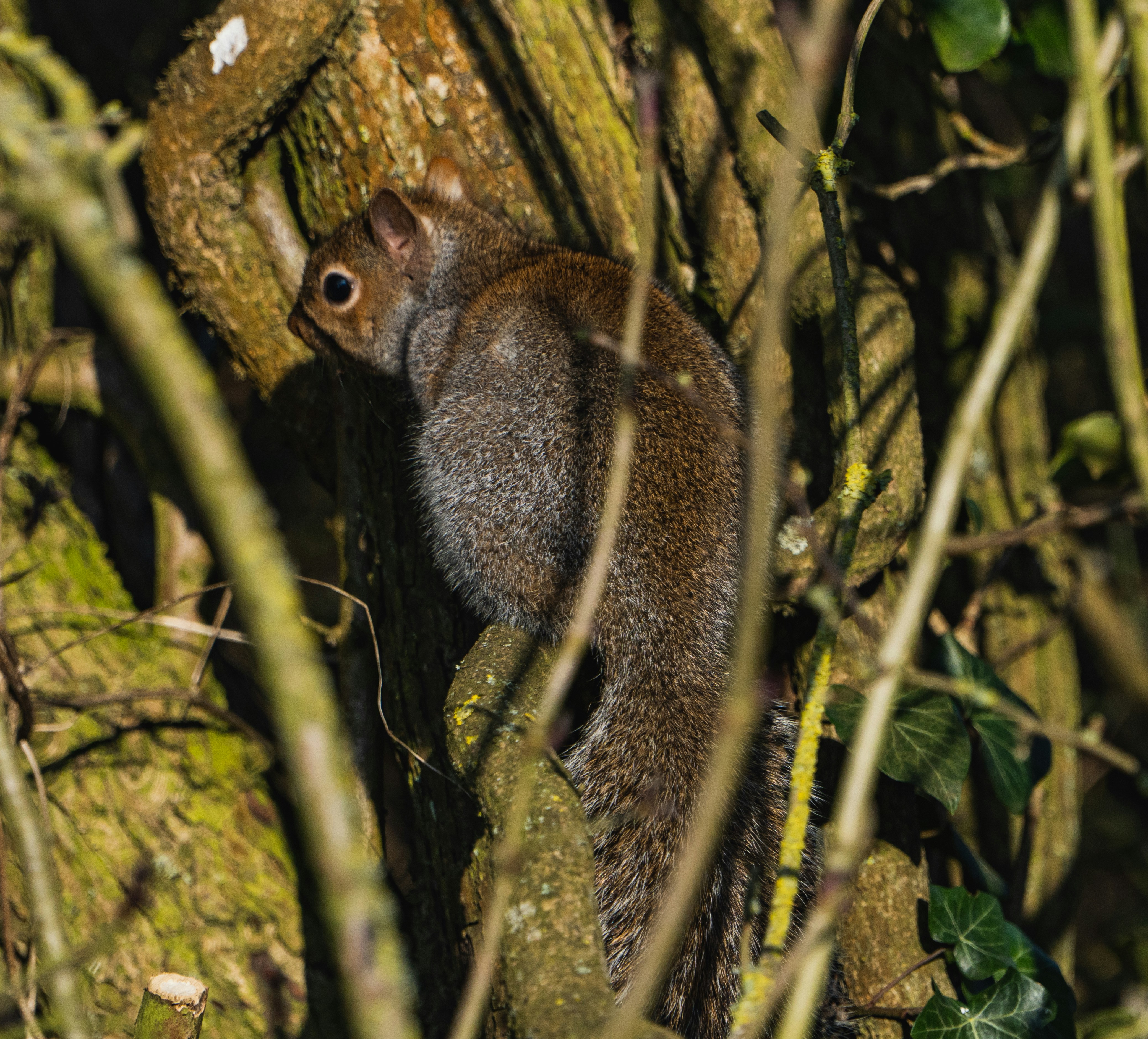 brown squirrel on tree branch during daytime
