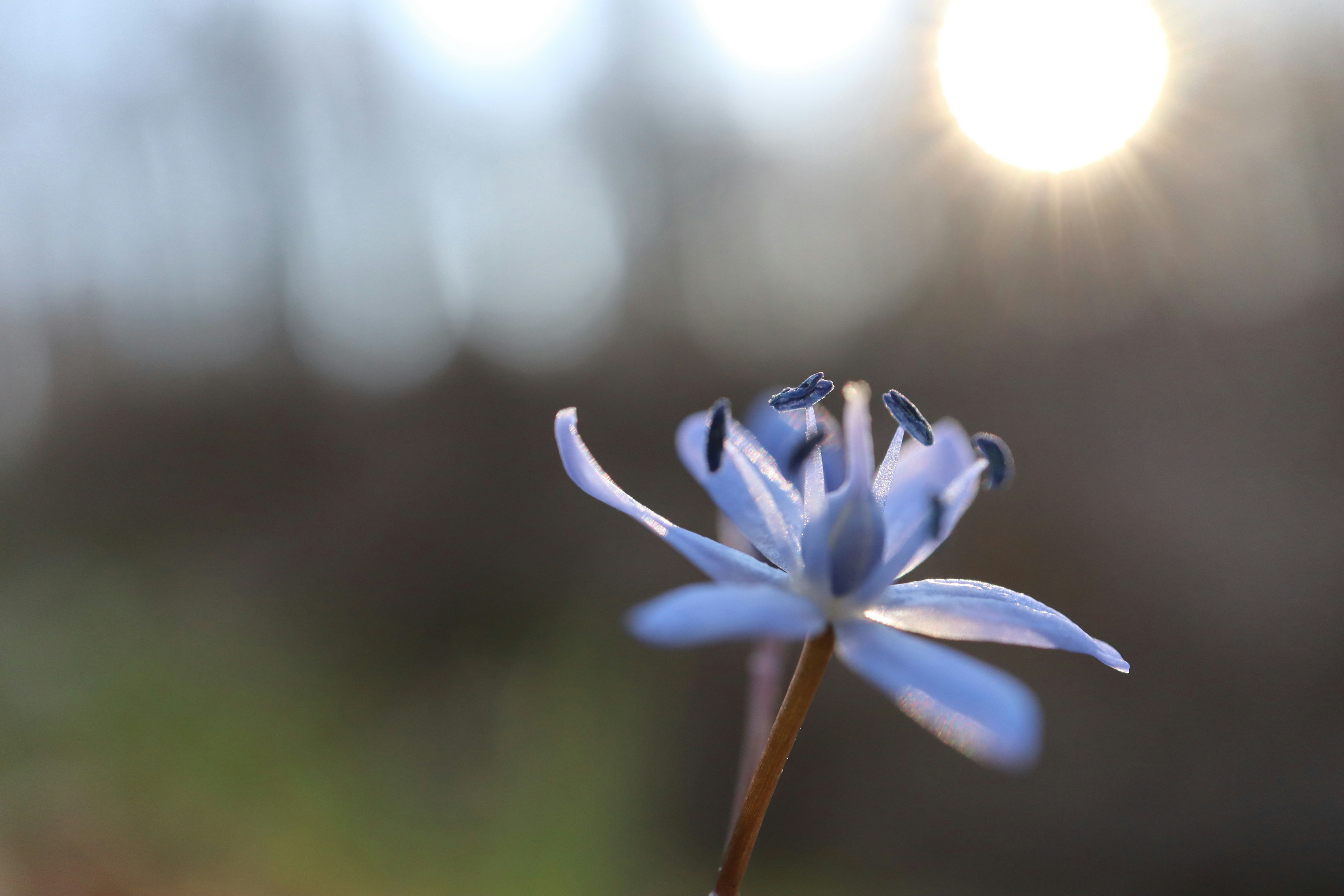 White and blue flower in tilt shift lens photo – Free Flowers Image on ...