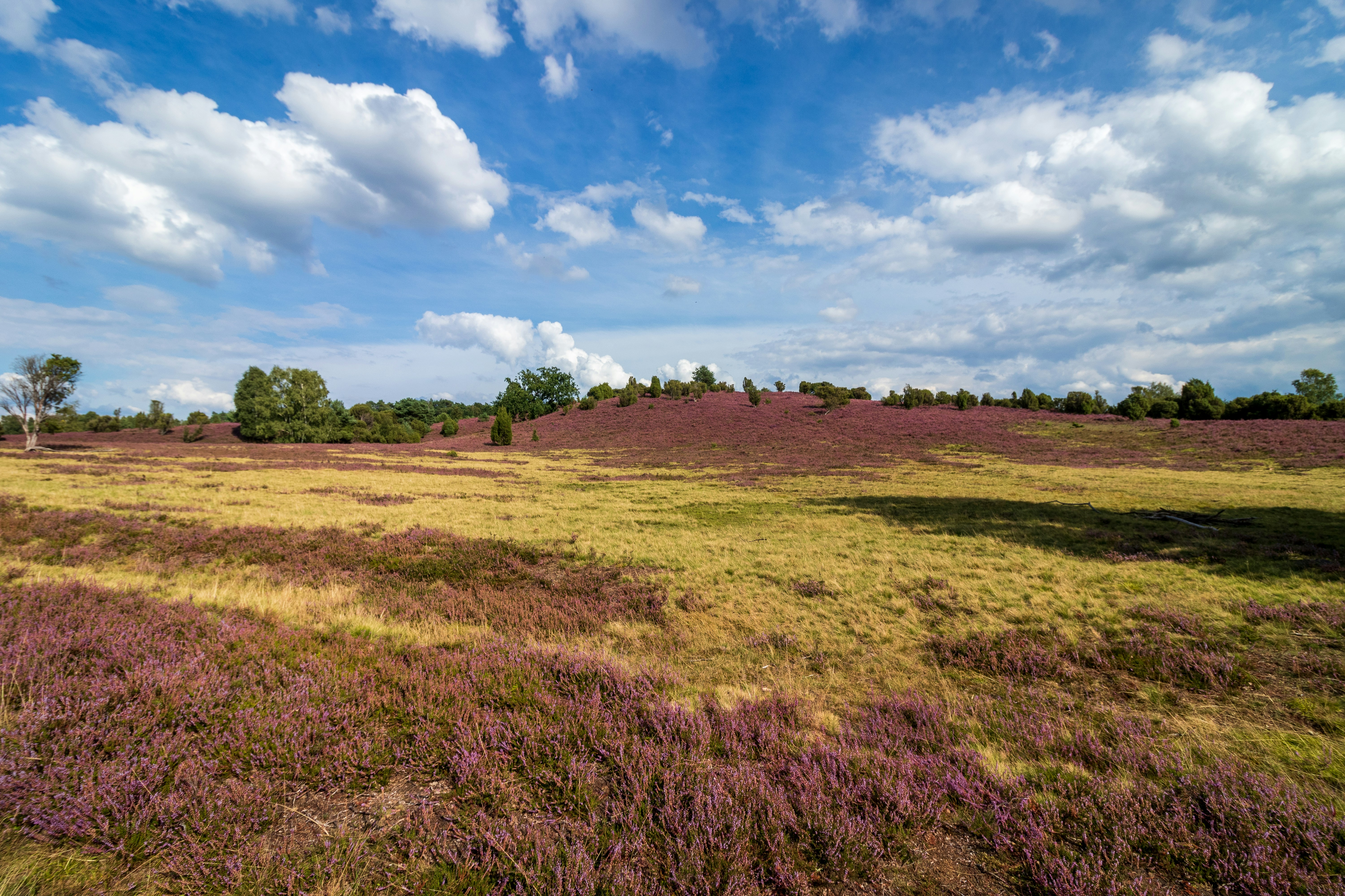 Heide Pictures | Download Free Images on Unsplash