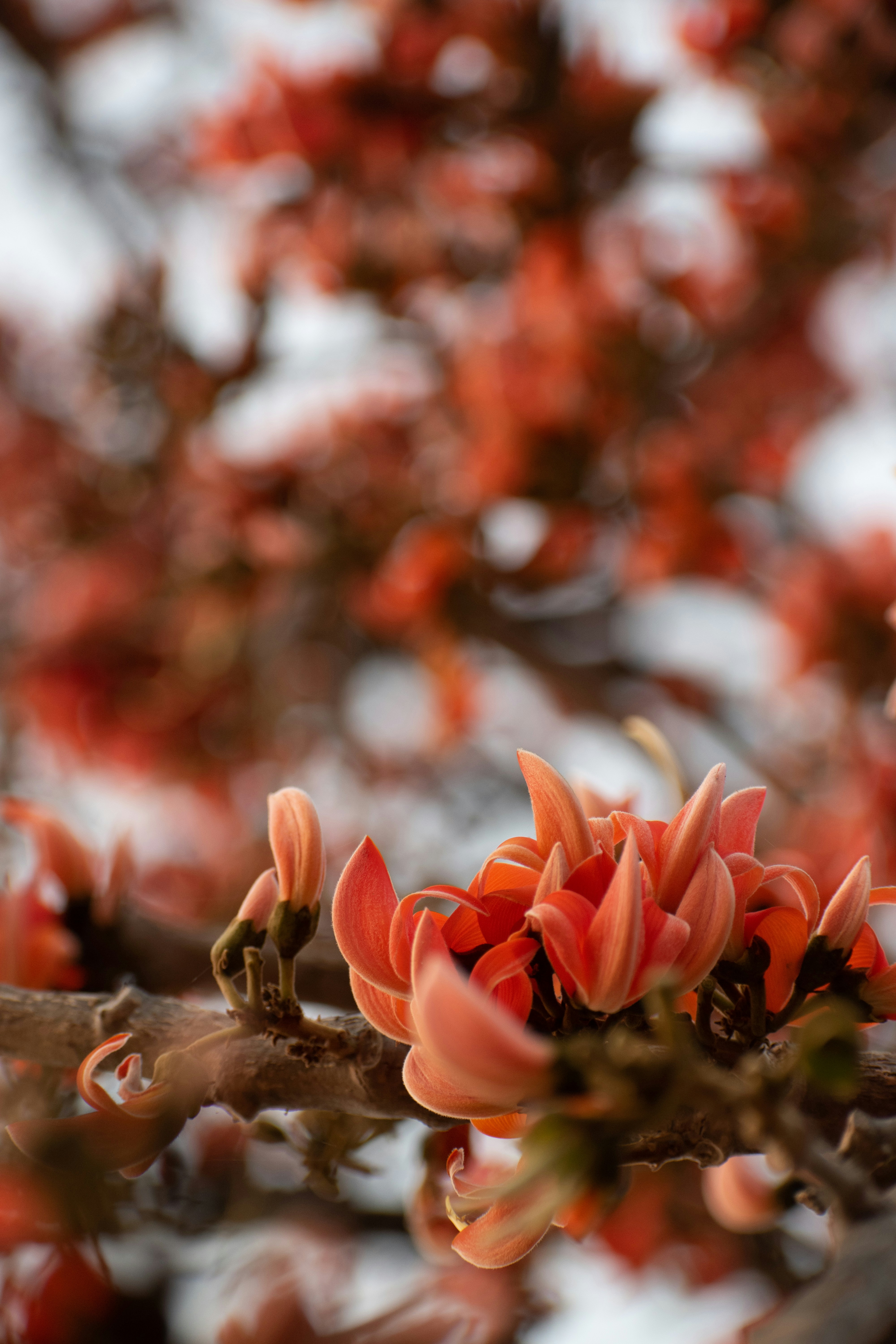 Coral Bloom Close-Up: Quiet Petals in Gentle Blur