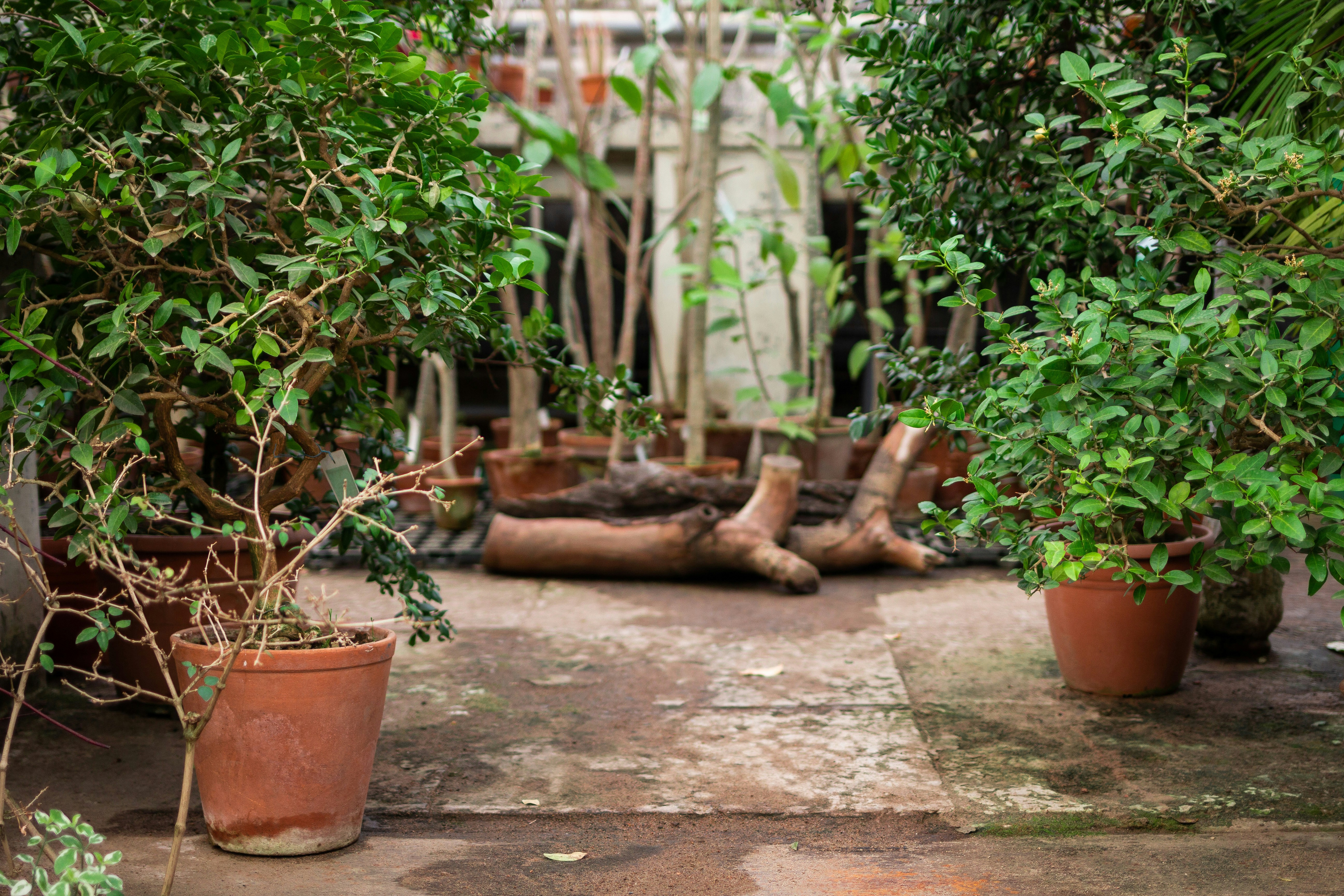 Quiet courtyard with stacked logs framed by potted greenery
