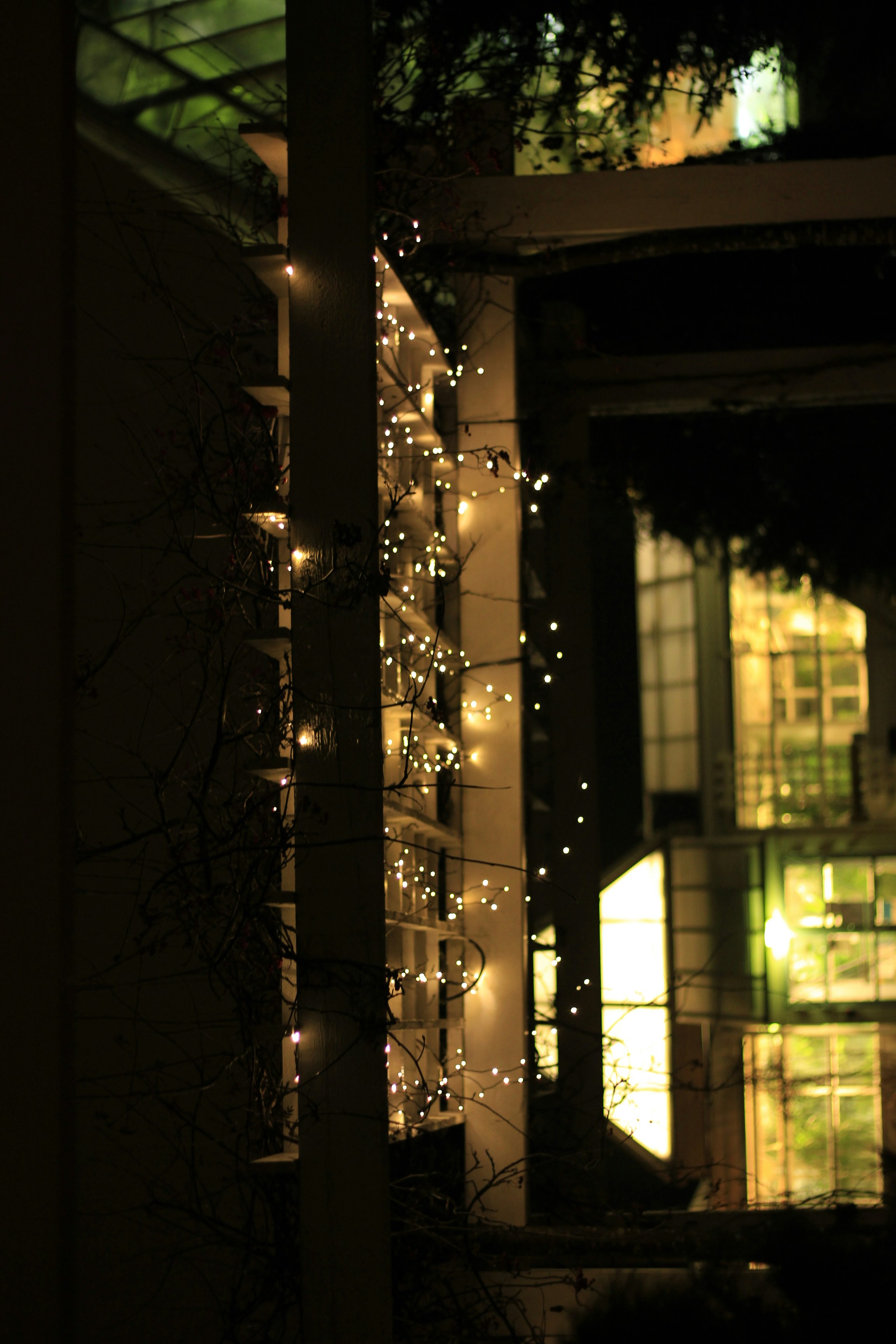 String lights on tree with string lights photo – Free Light Image on ...