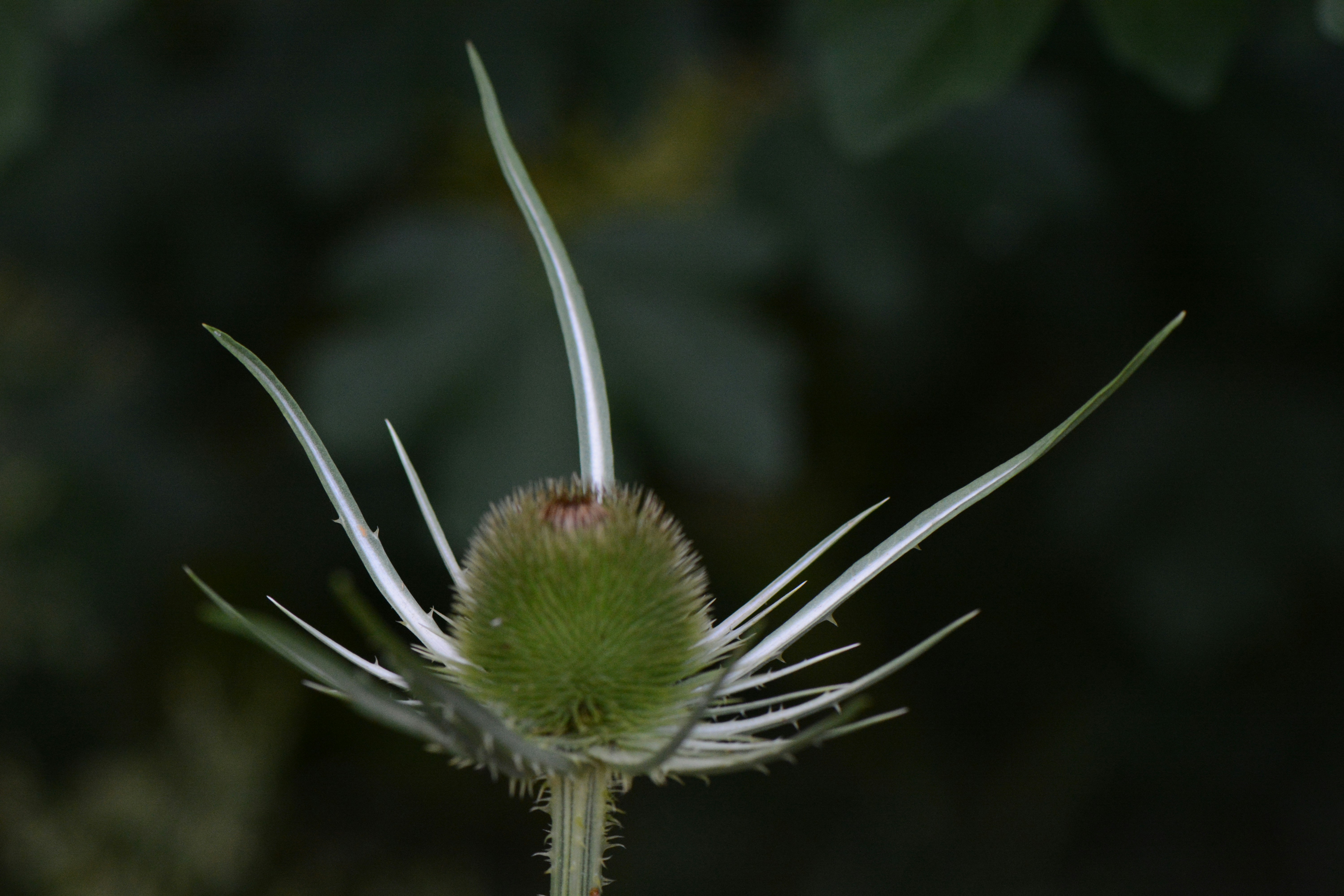 white dandelion in close up photography