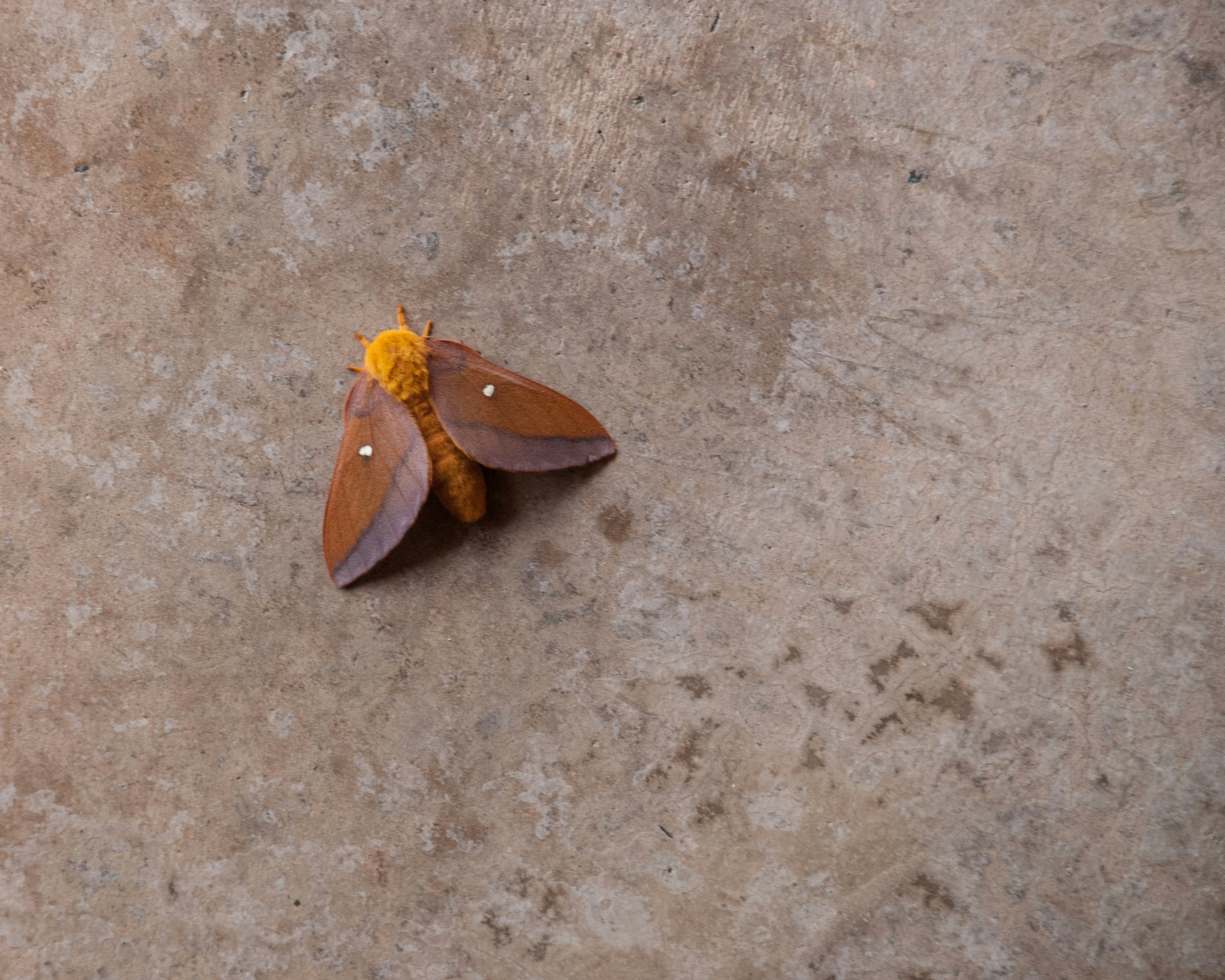A golden moth rests on a textured surface, showcasing its rich brown and yellow hues. The intricate details of its wings highlight the beauty of natural design.