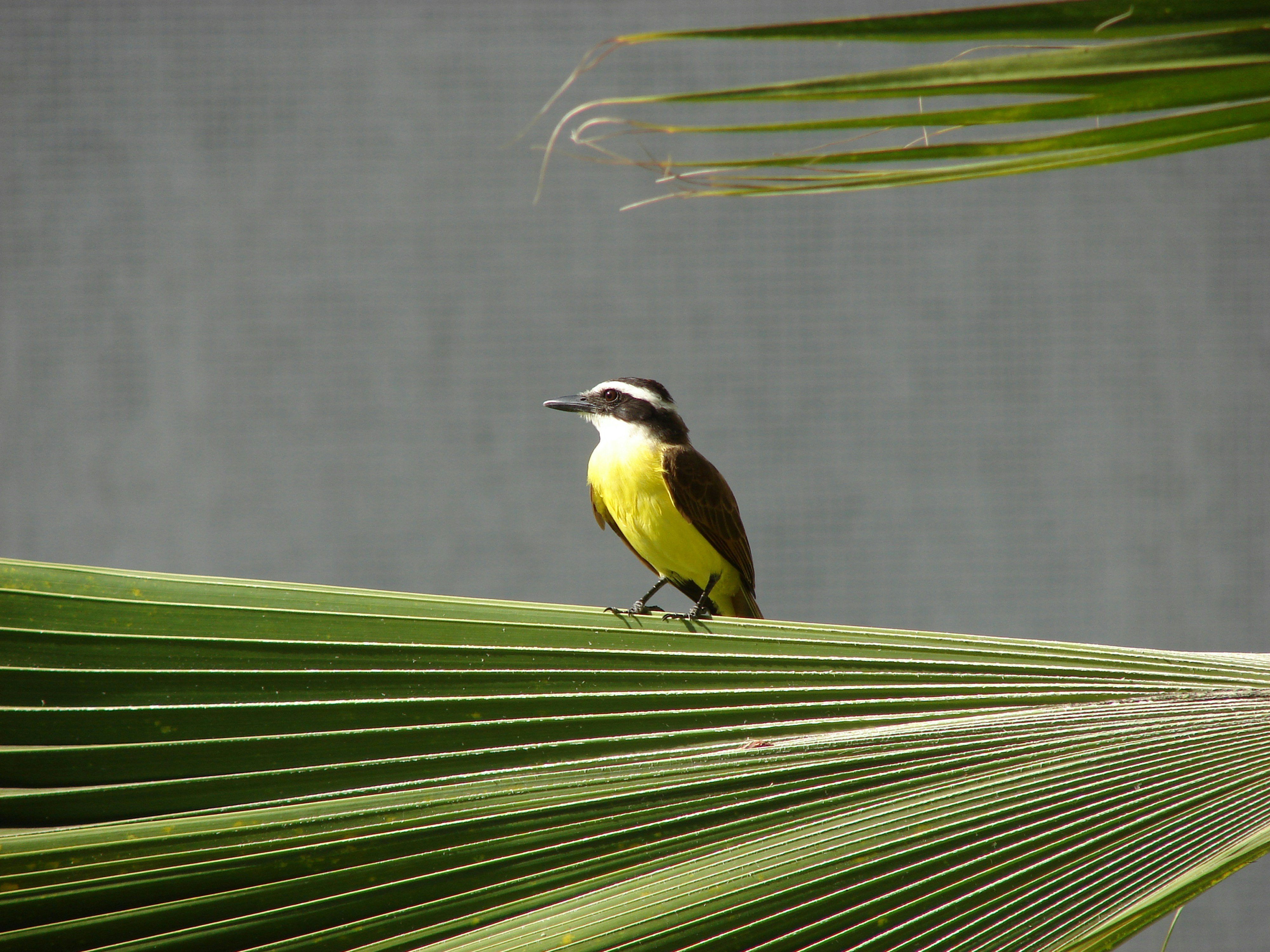 Small yellow bird with a black and white head perched on green palm leaves against a muted background.