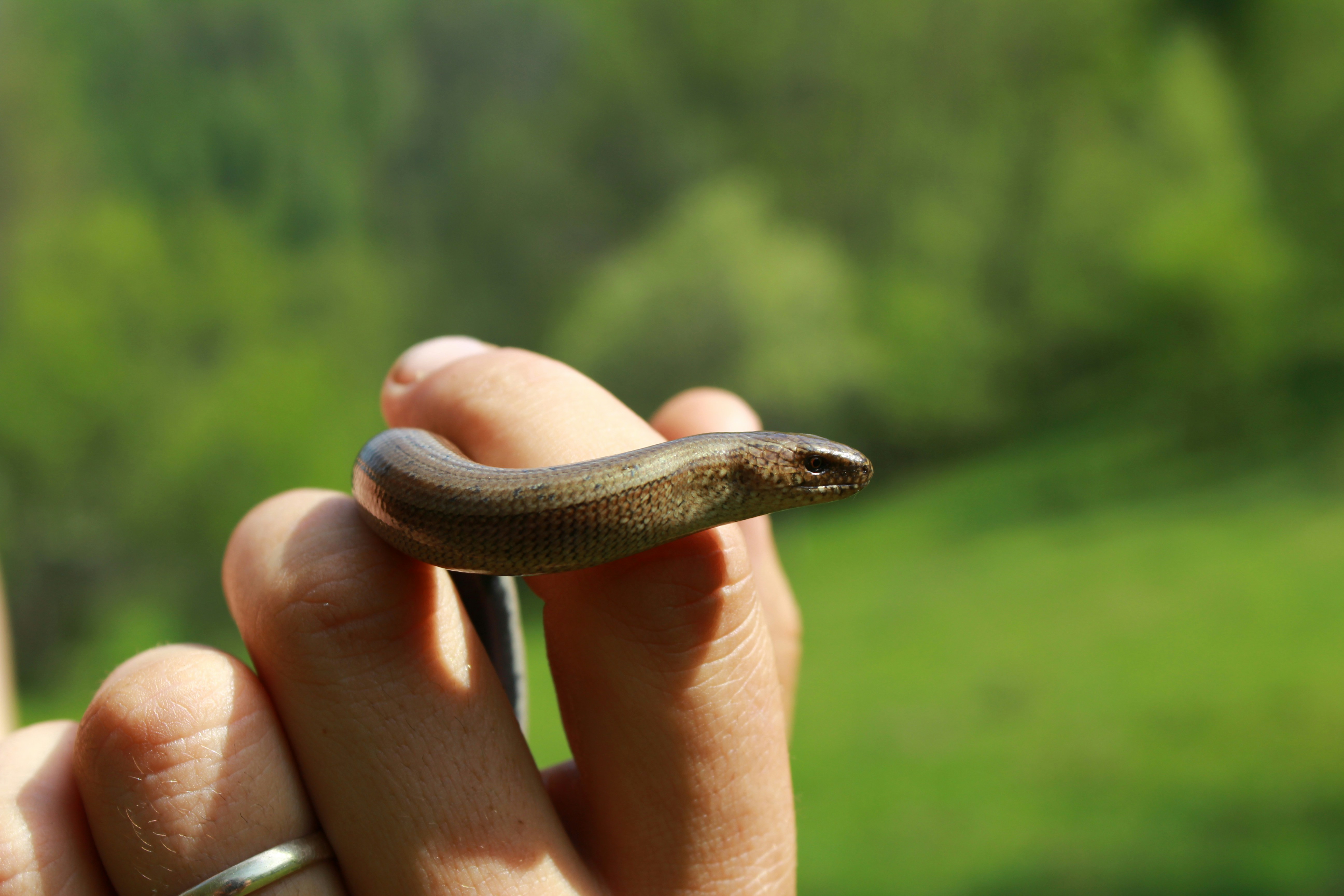 Tiny Snakelight: A Narrow Encounter Between Fingers and Scale