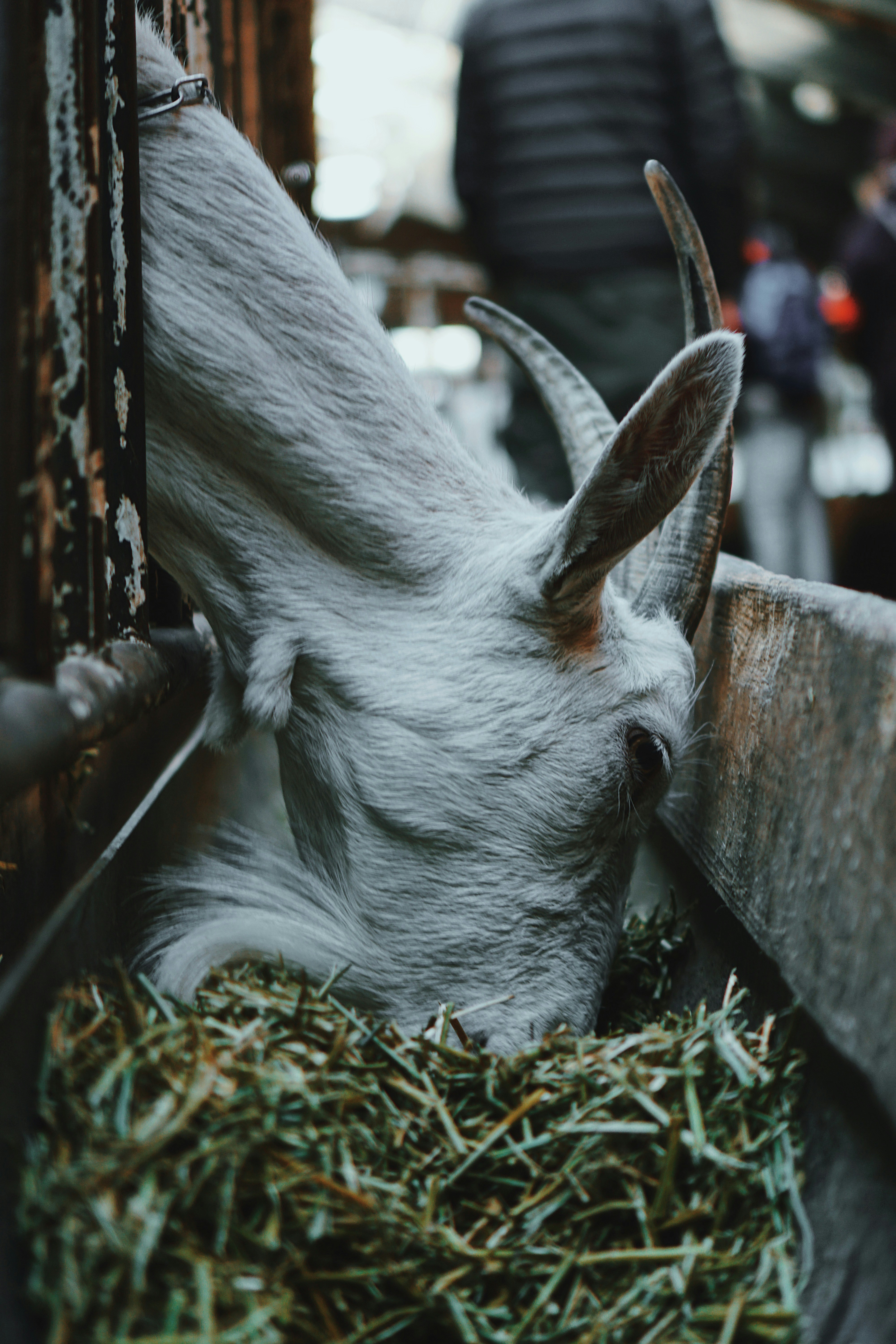 White goat reaching for fresh hay in a rustic barn setting. The scene captures the animal's gentle demeanor and natural habitat.