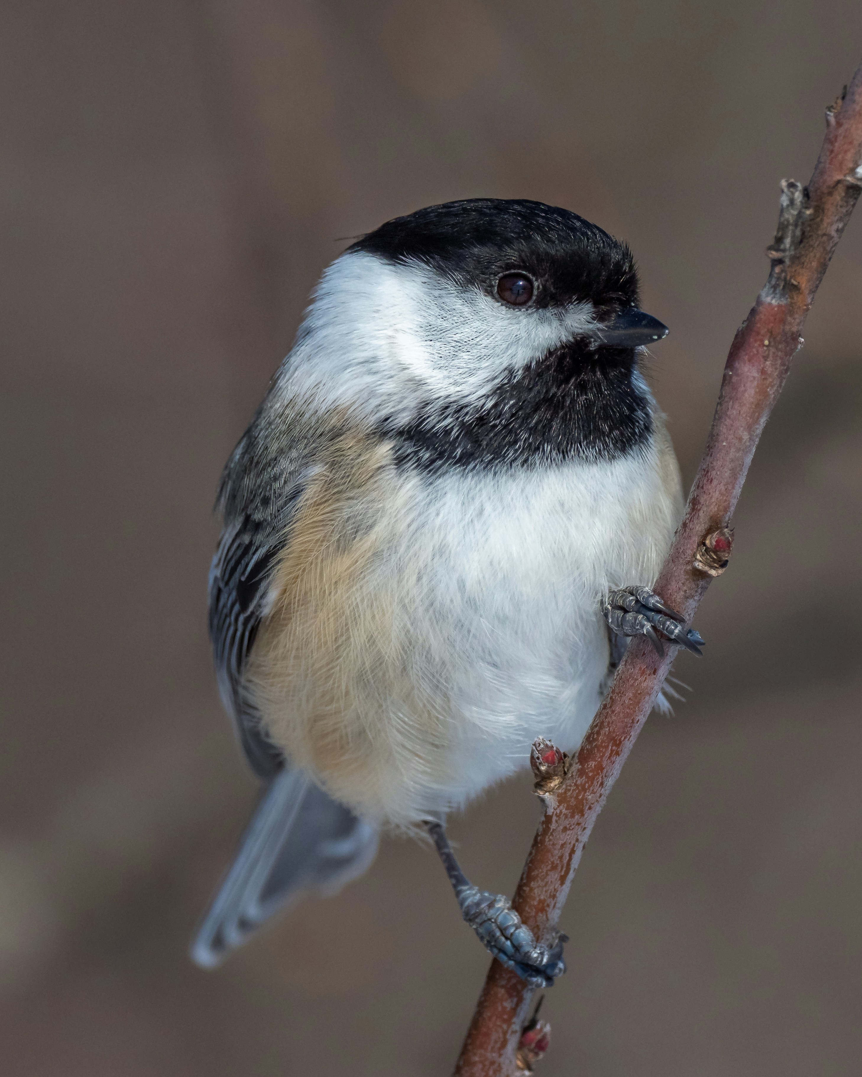 Chickadee Pictures | Download Free Images on Unsplash