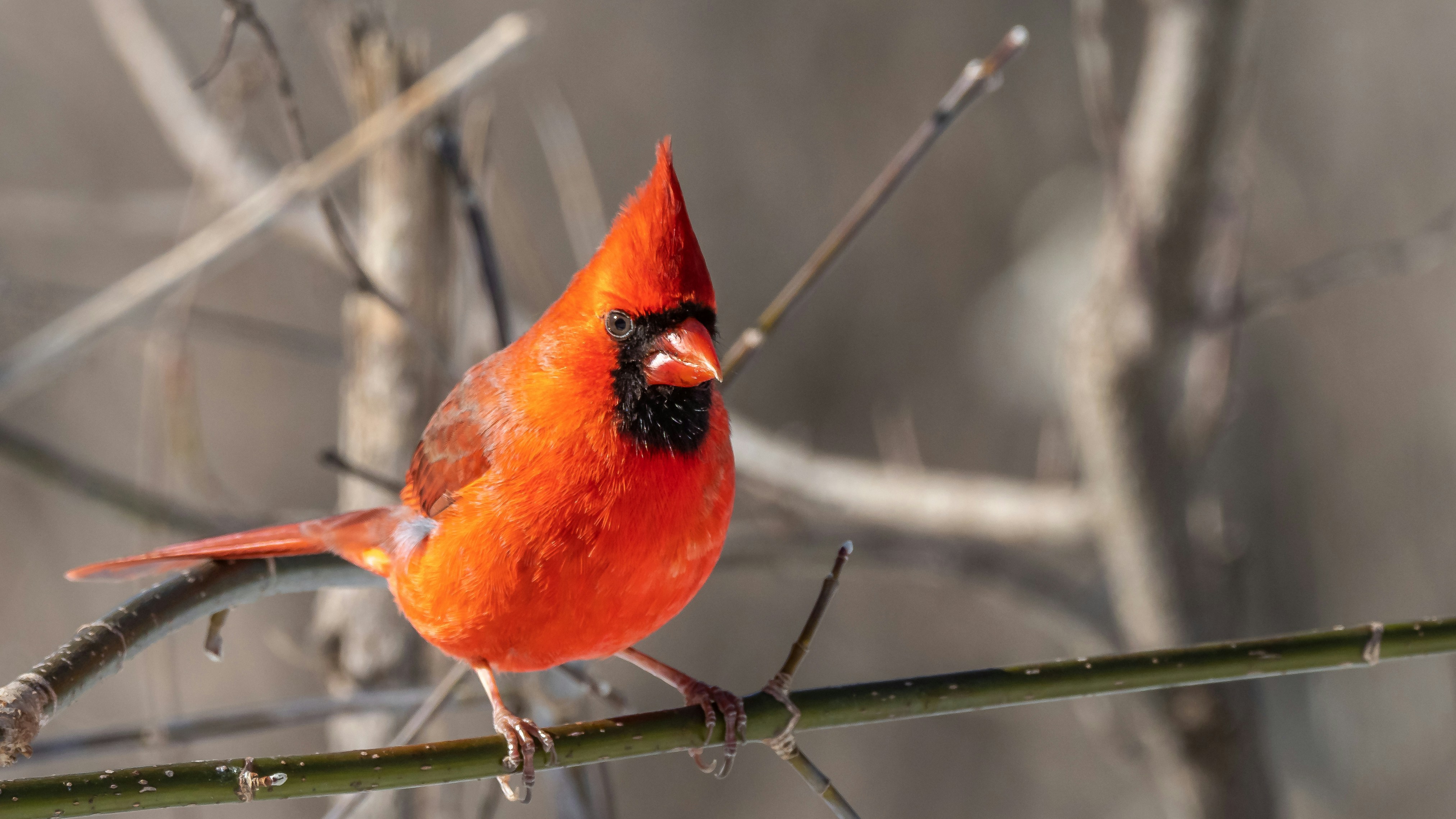 Bright red cardinal perched on a slender branch amidst a backdrop of bare twigs. The bird's striking plumage contrasts beautifully with its surroundings.