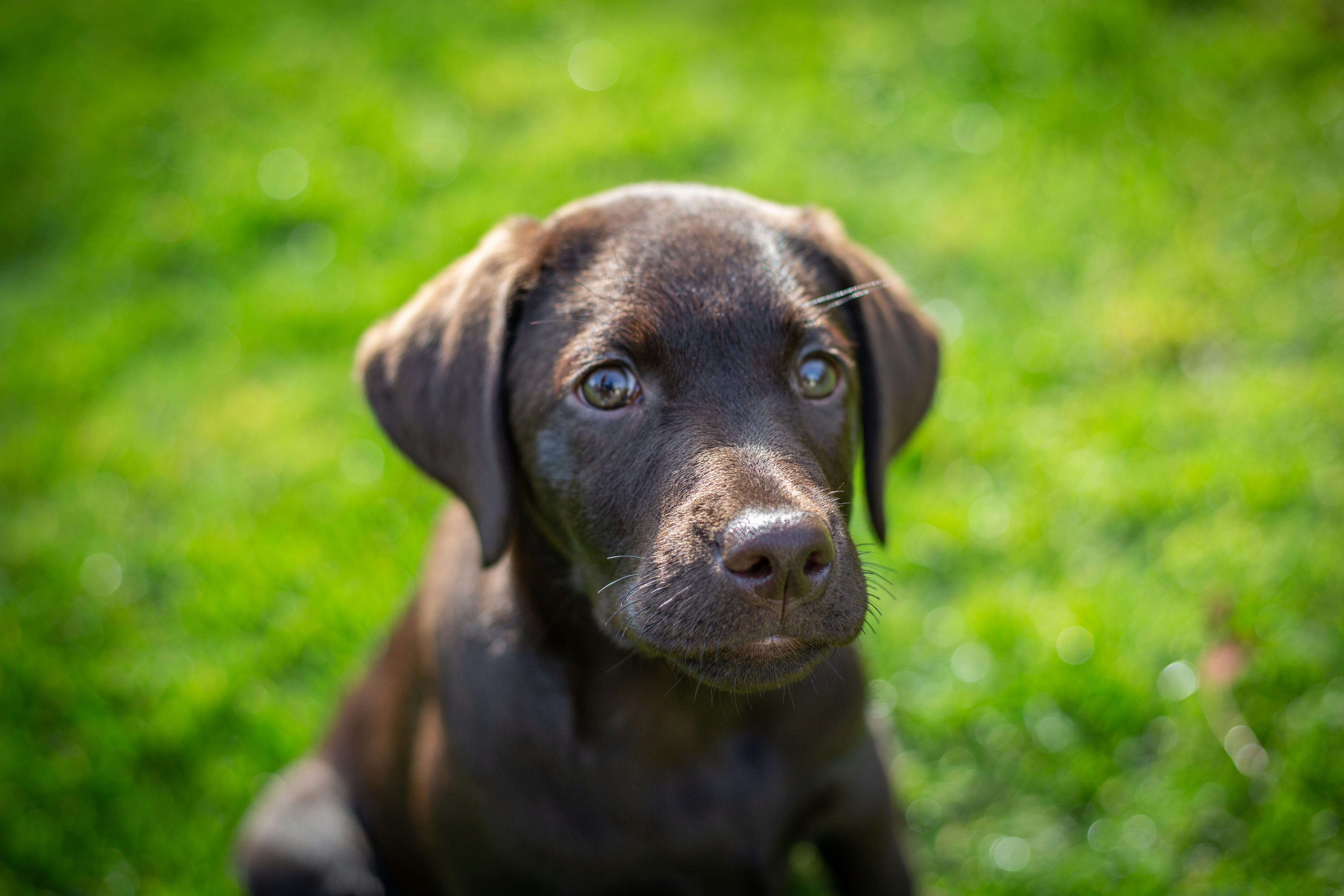 Brown Lab Dog Puppy
