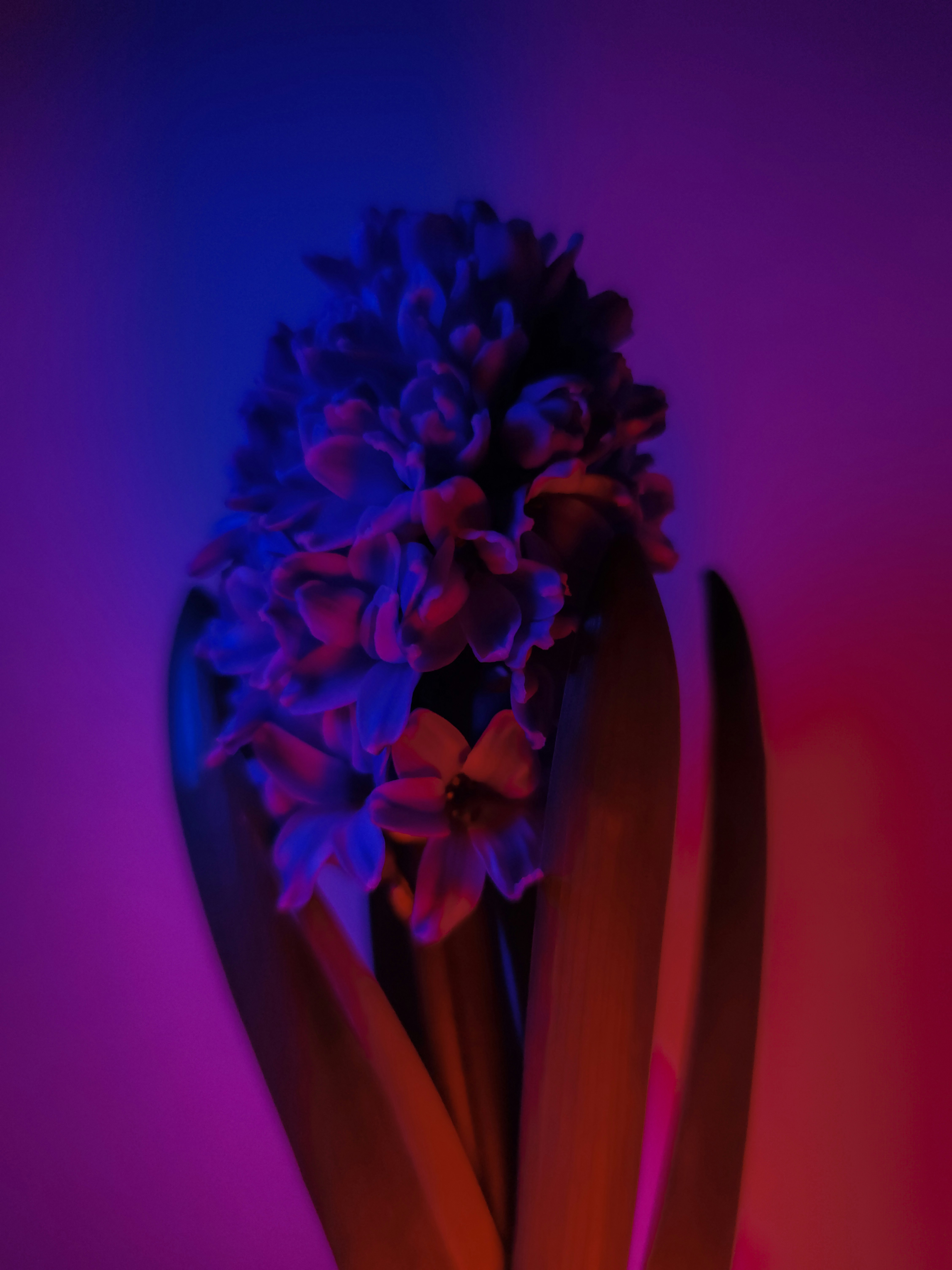 Close-up of a bouquet of purple flowers bathed in blue and magenta neon light, with a soft, blurred background.