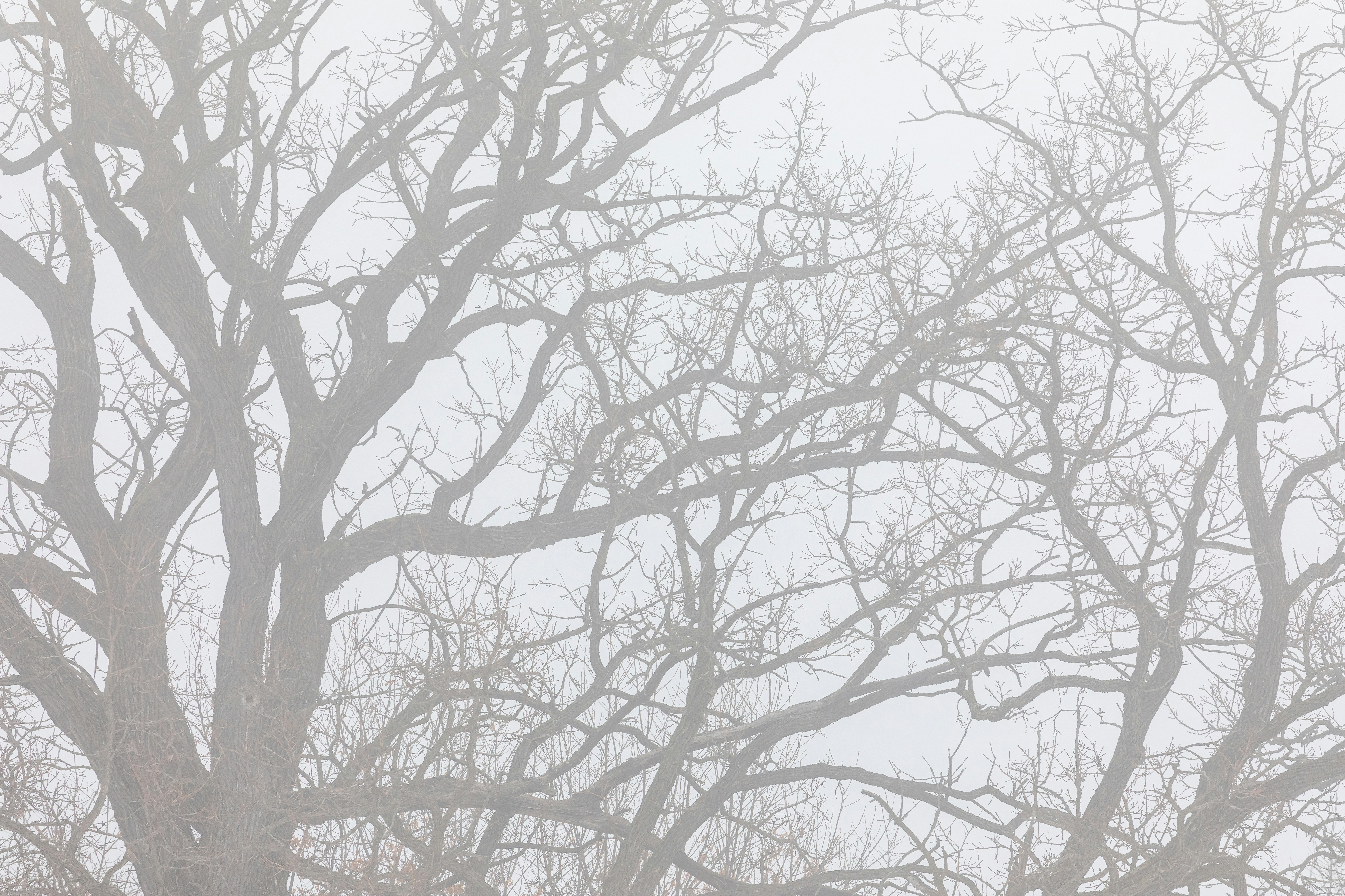 Silhouetted tree branches weave through dense fog, creating an ethereal atmosphere.