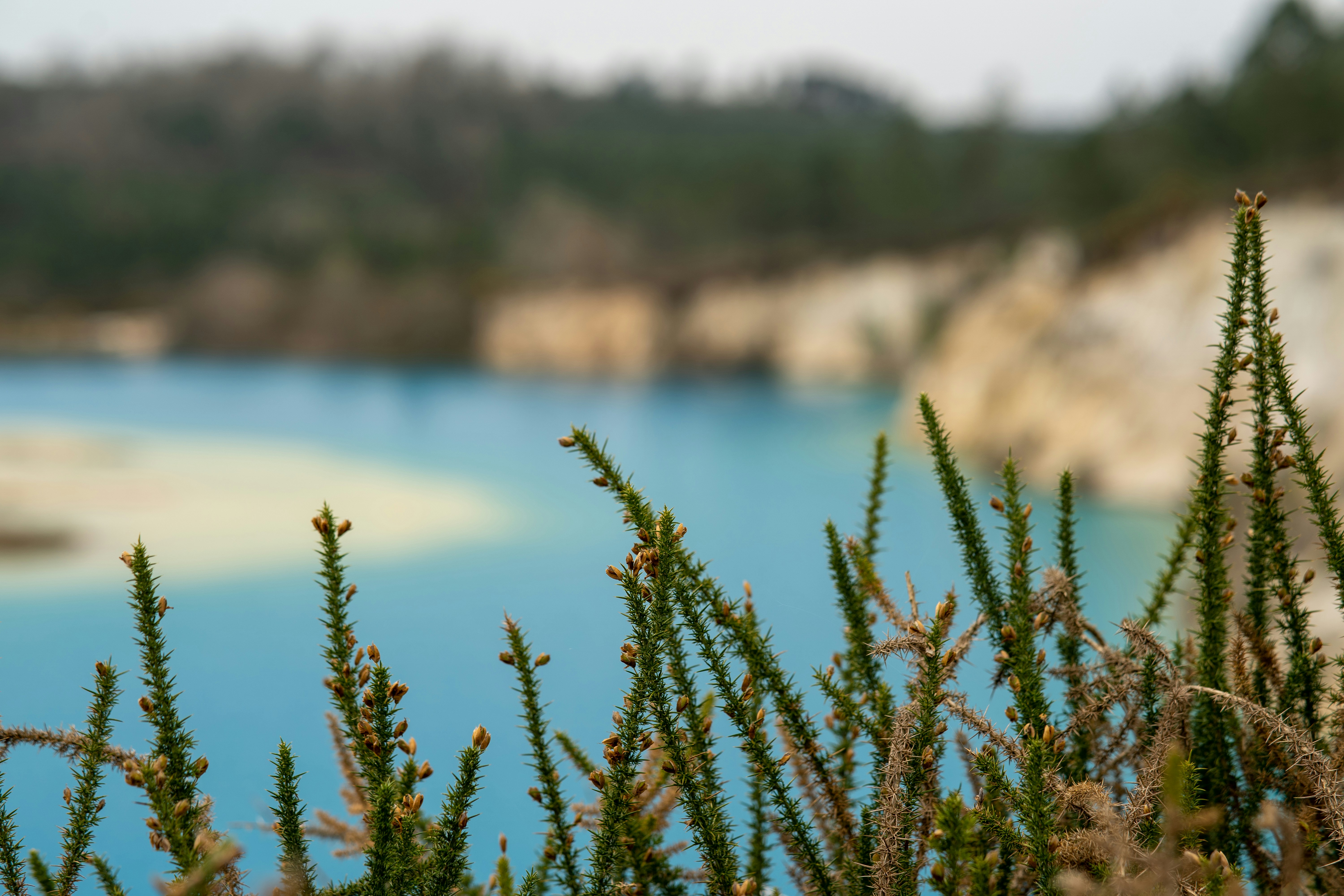 Green Thorns Against Azure Distant Cove