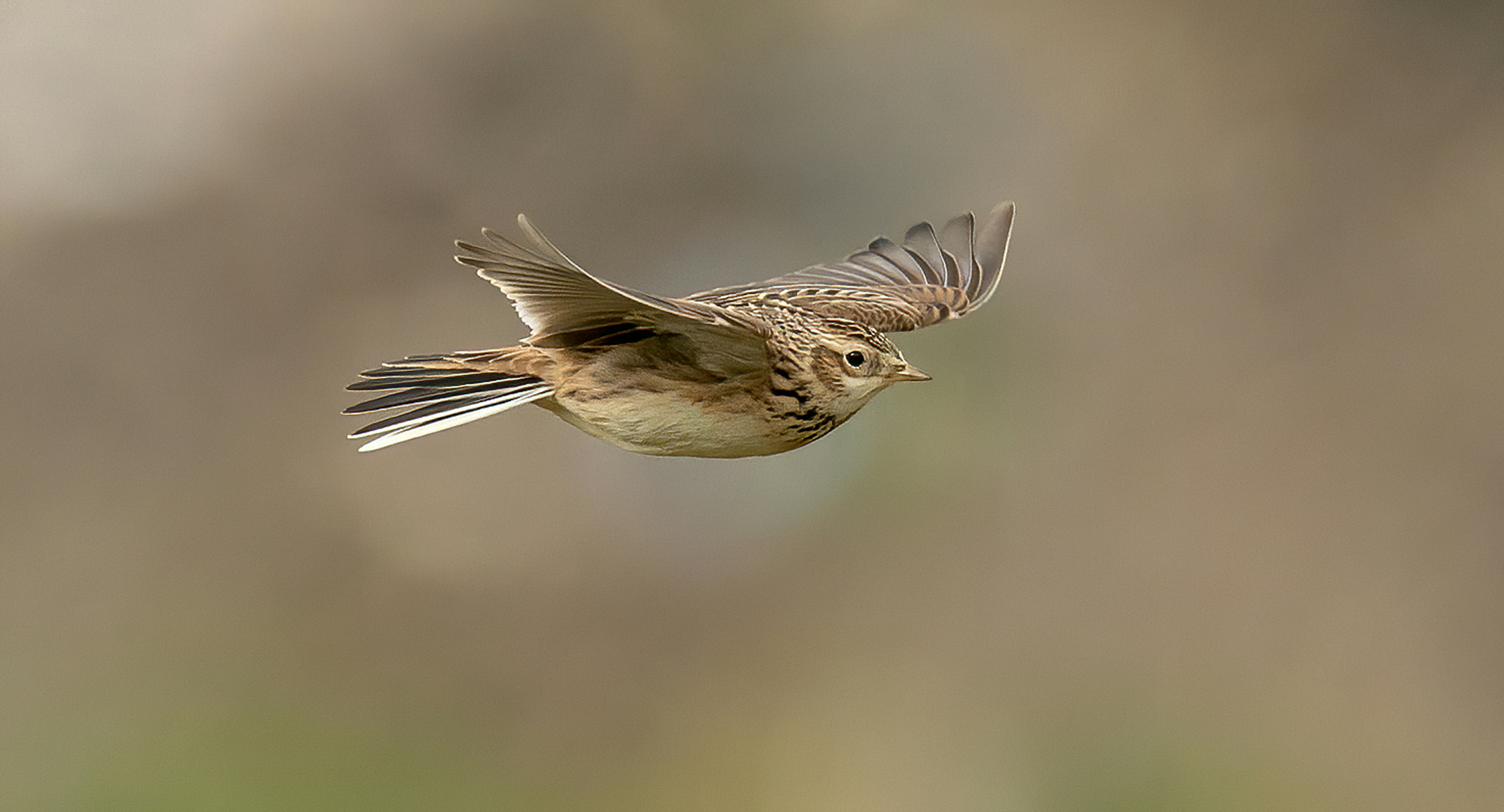 A lark gliding gracefully through the air, wings outstretched against a soft, blurred backdrop. Its feathers display intricate patterns and colors.